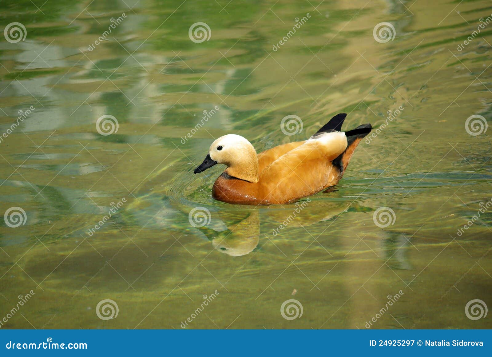 Duck in zoo stock image. Image of outdoors, wildlife - 24925297