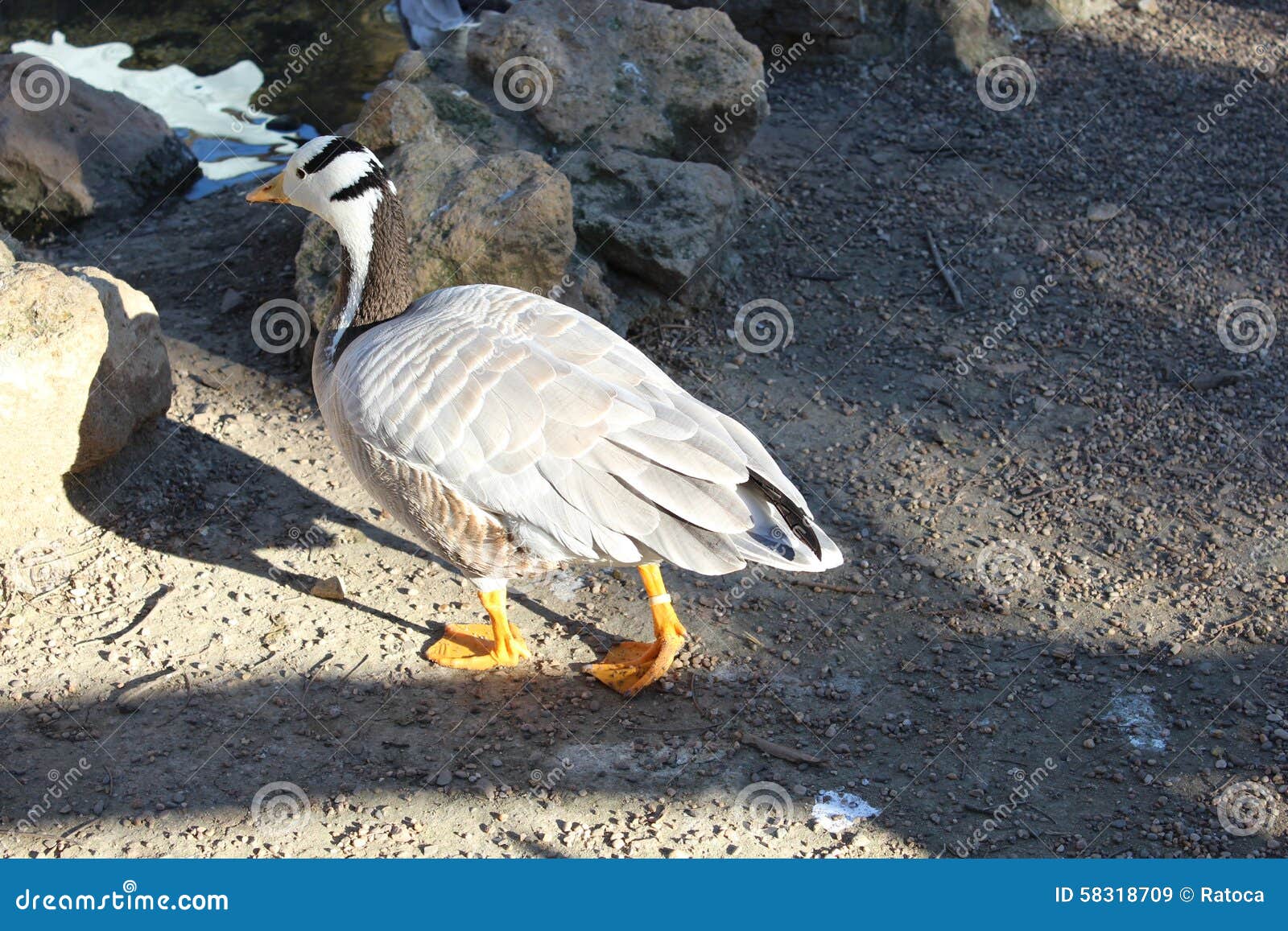 Duck in zoo stock image. Image of nature, birds, flock - 58318709