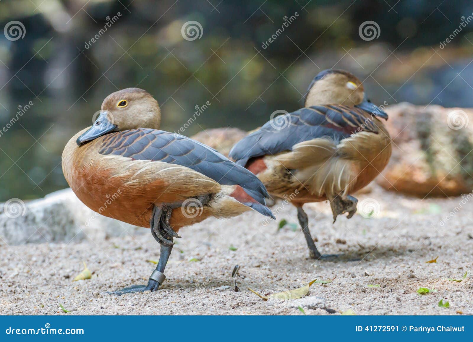 Ducka mindre som visslar fotografering för bildbyråer. Bild av askfat ...