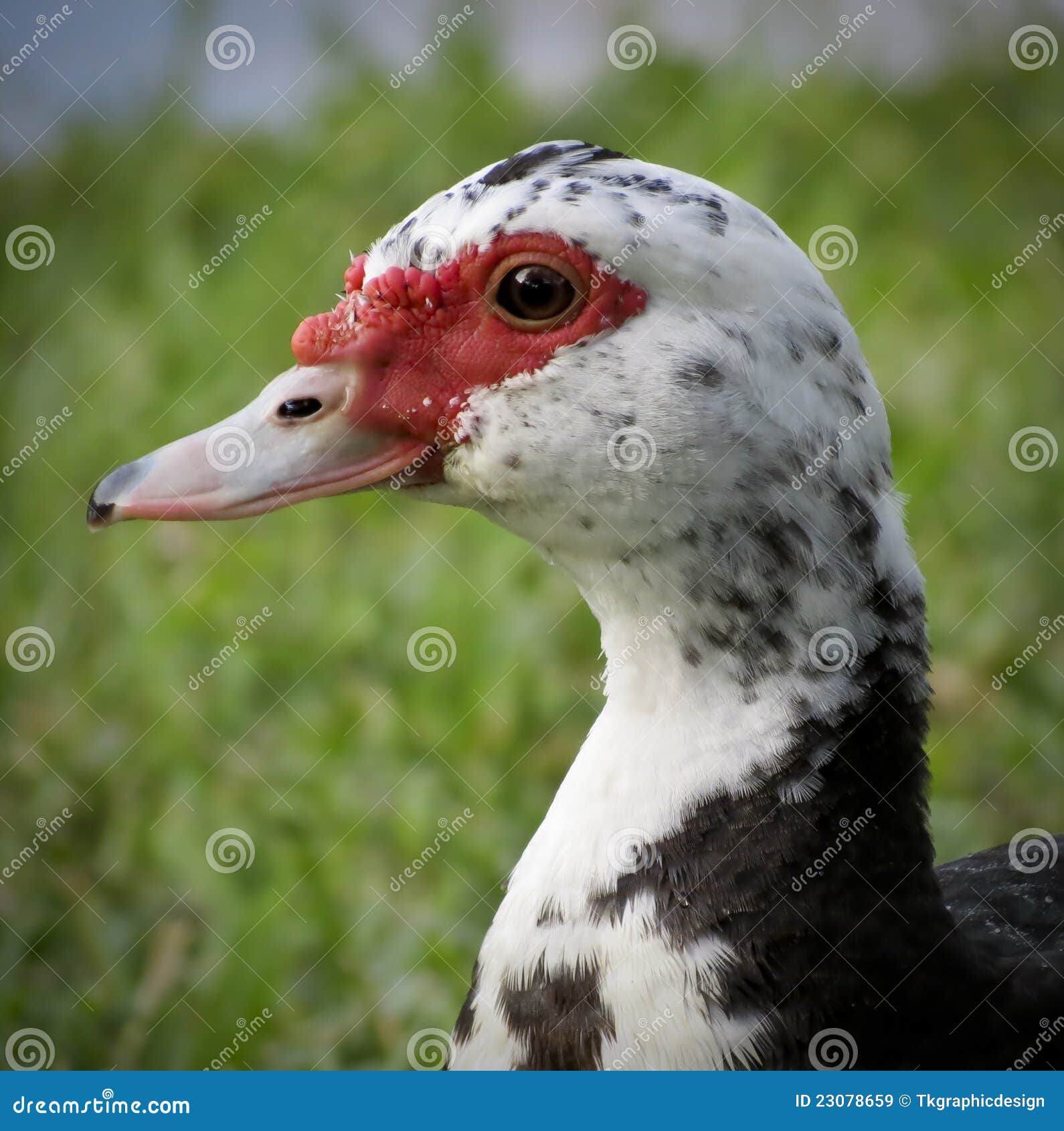 Ducka muscovy fotografering för bildbyråer. Bild av öga - 23078659