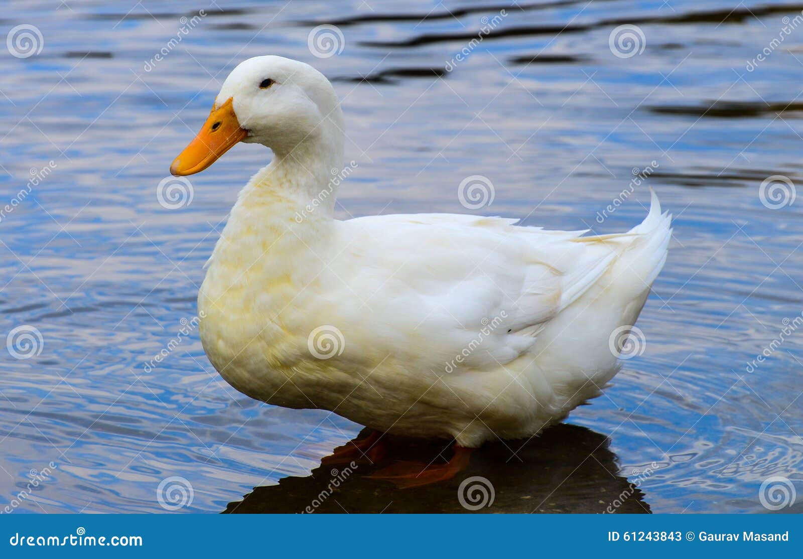 Ducka white fotografering för bildbyråer. Bild av rent - 61243843