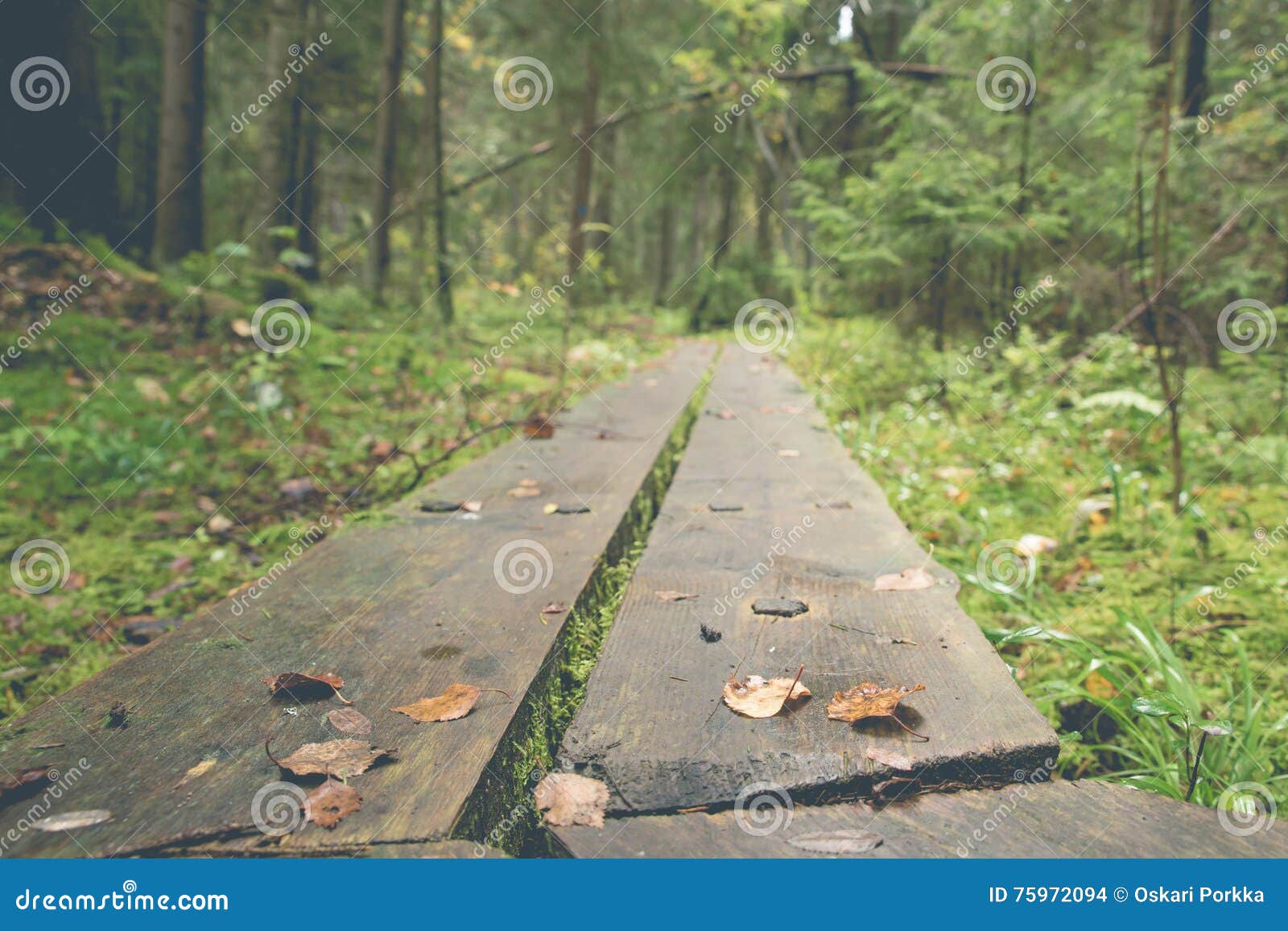 Duckboard stock photo. Image of drop, closeup, fall, leaves - 75972094