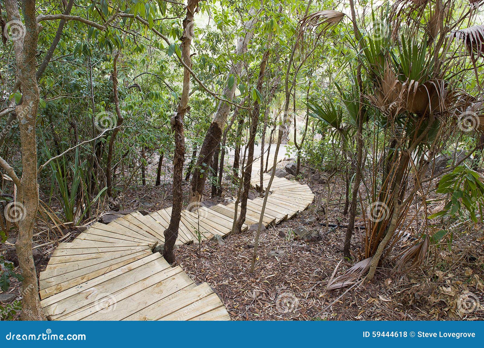 Duckboard stock photo. Image of forrest, vegetation, tree - 59444618