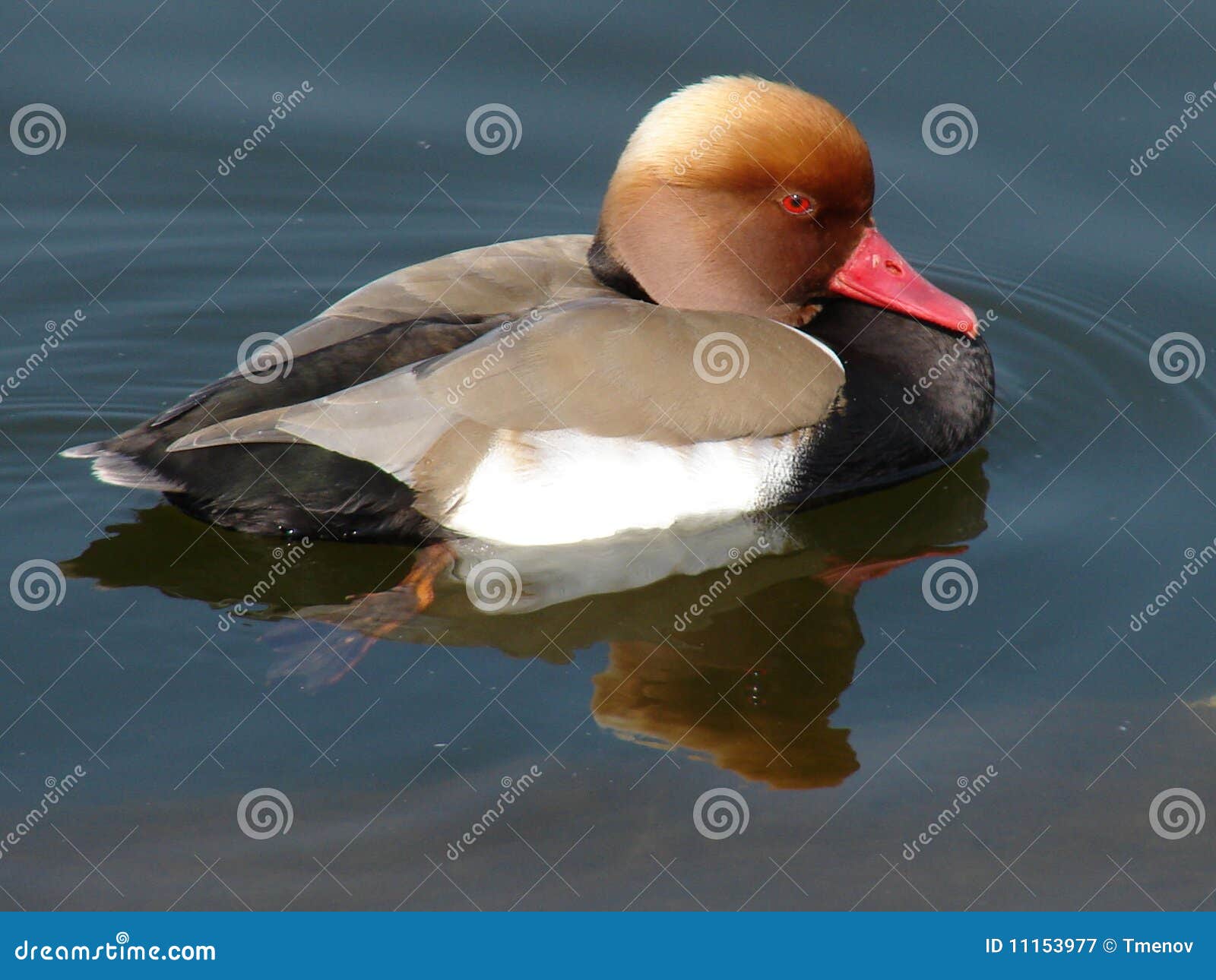 Ducken Sie Einen Roten Kopf Stockbild - Bild von wasser, federn: 11153977
