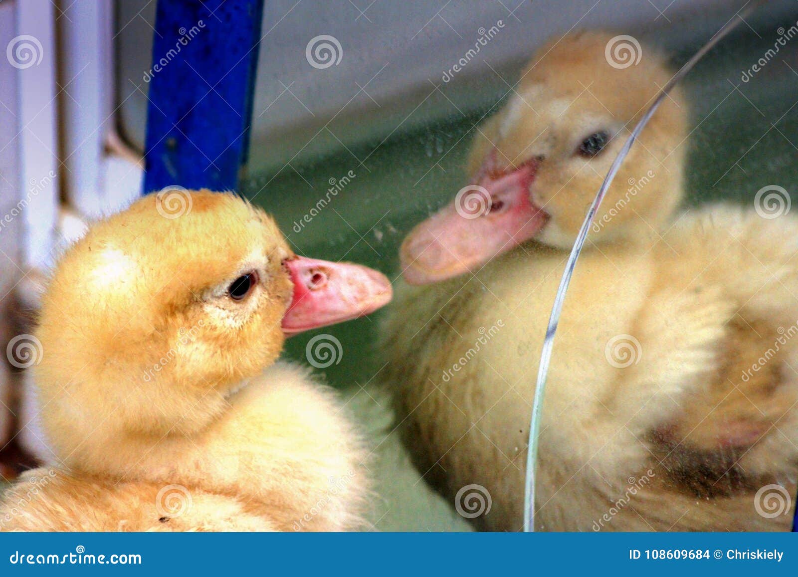 Ducken in Spiegel stockfoto. Bild von spiegel, sony - 108609684