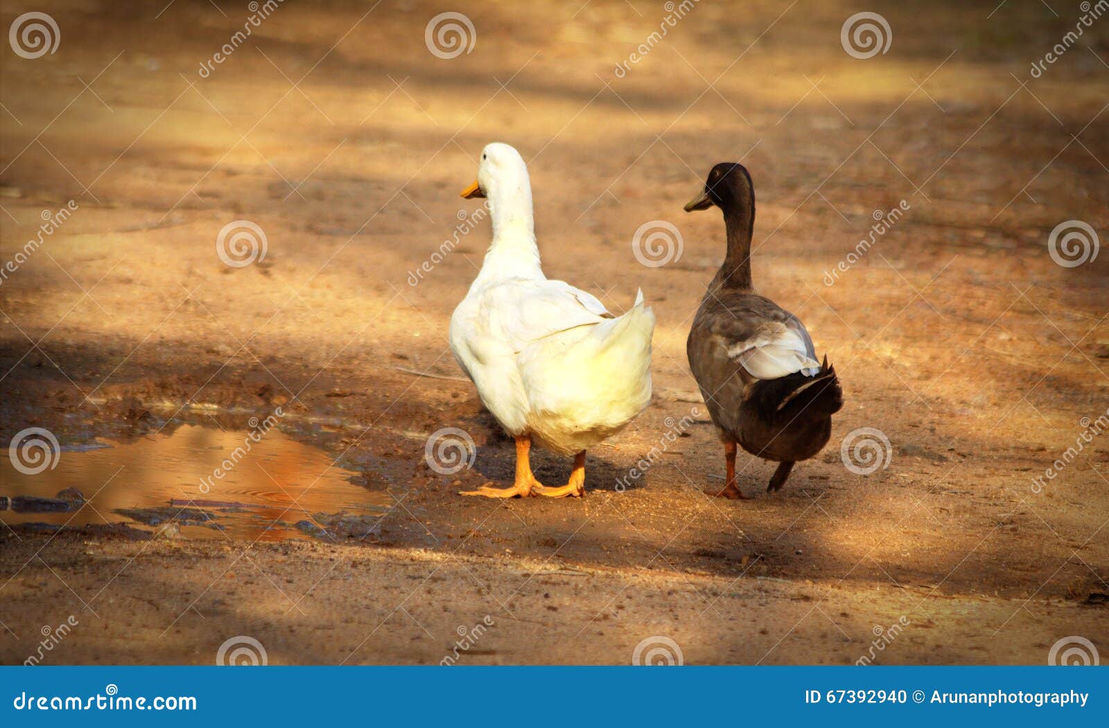 Duckes stock photo. Image of waterfowl, lake, summer - 67392940