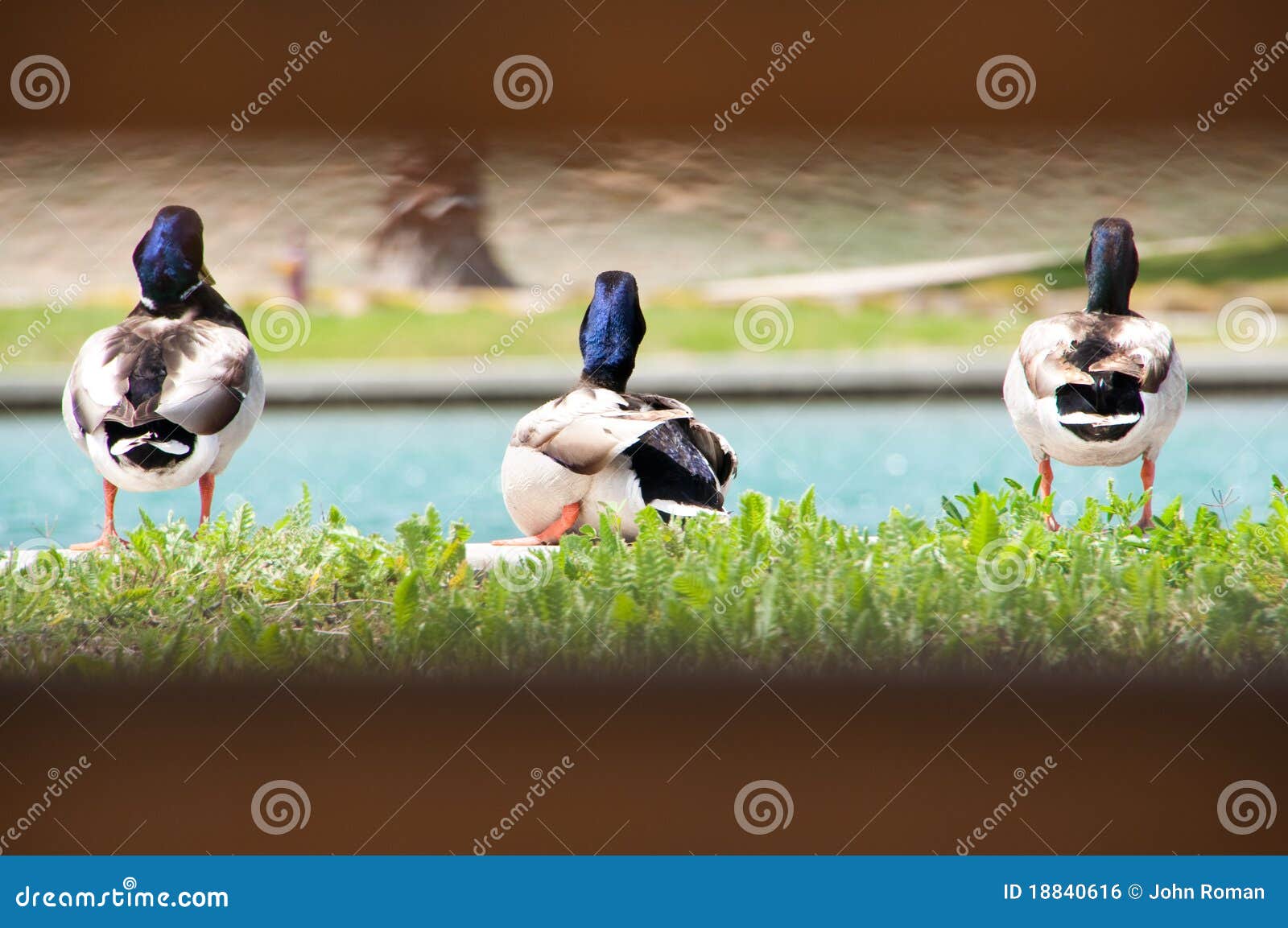 Ducking around stock photo. Image of outdoors, ducks - 18840616