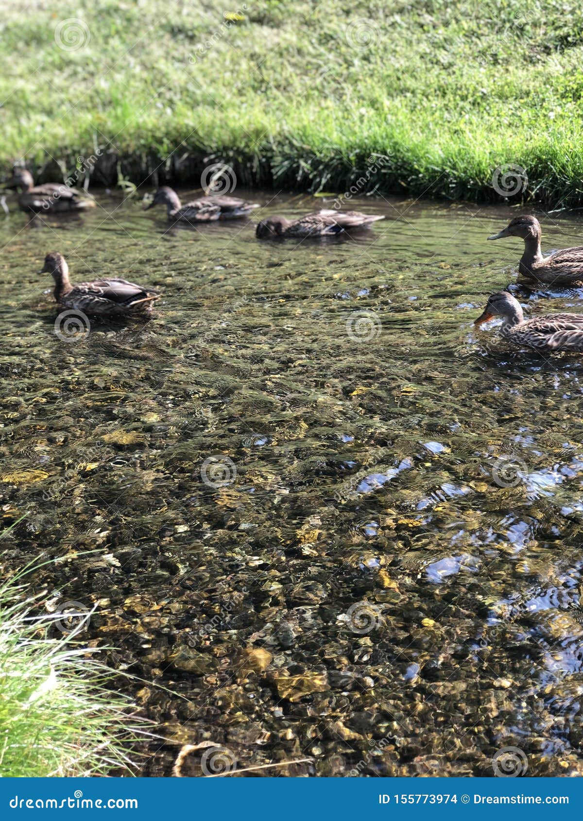 Ducking Around stock photo. Image of duck, ducking, party - 155773974