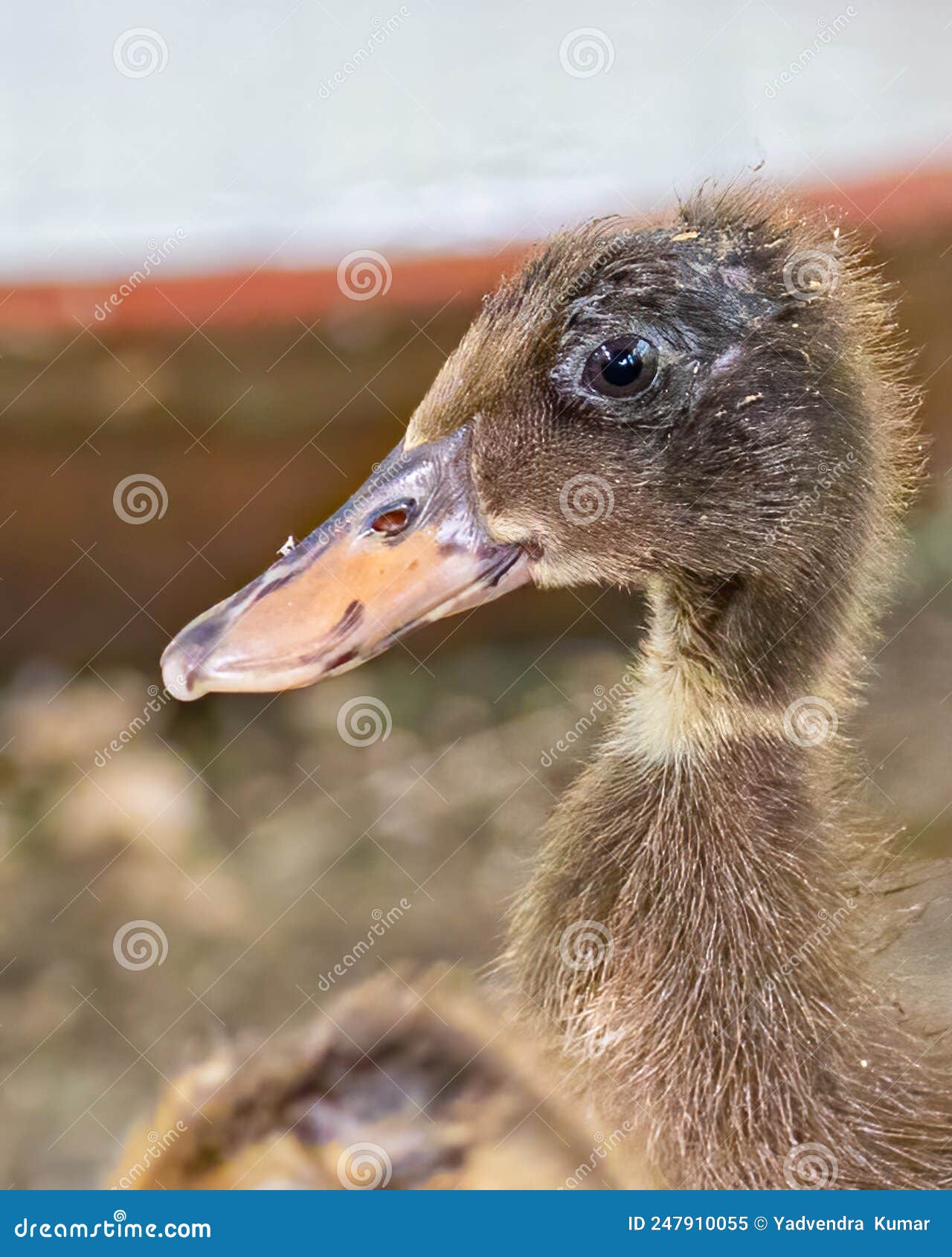 A Ducking in a close up stock image. Image of animal - 247910055