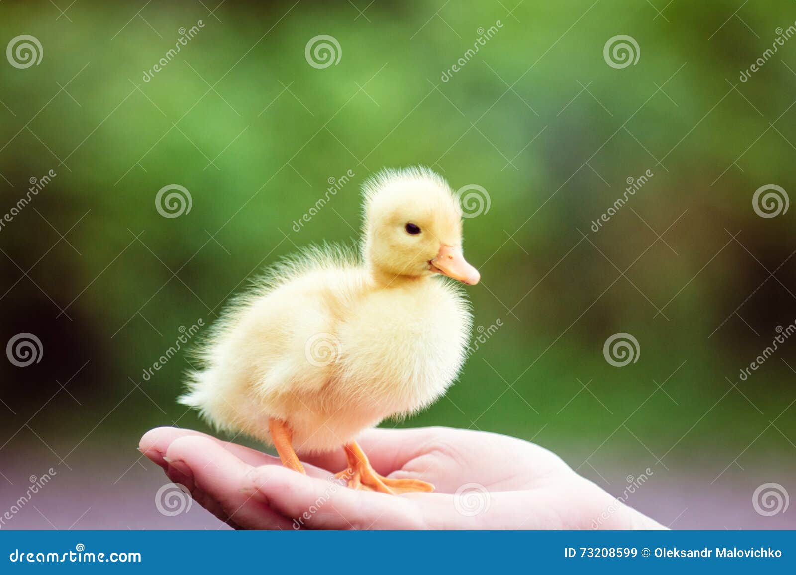 Ducklin in a man s hand stock image. Image of duckling - 73208599