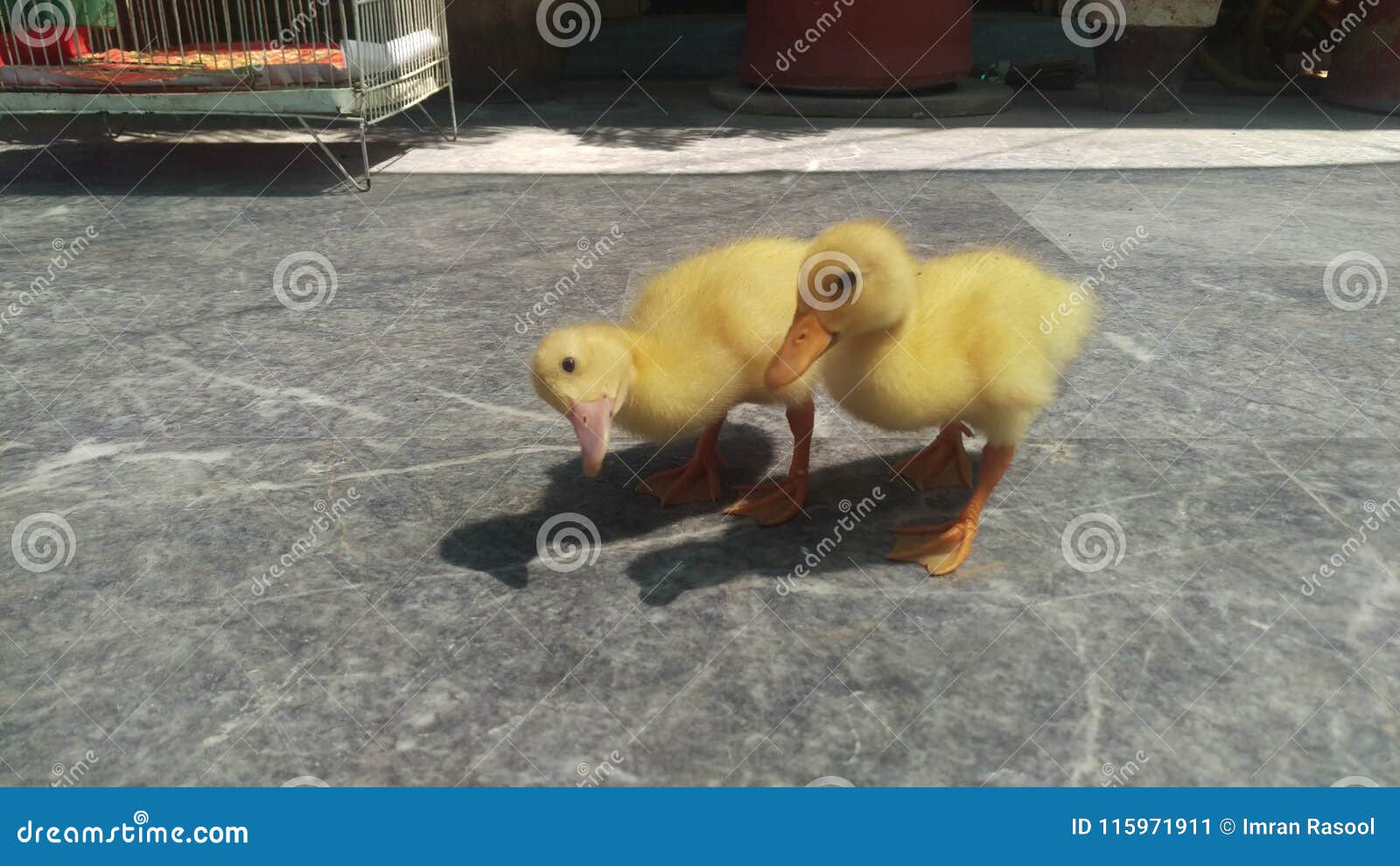Ducklin stock image. Image of ducklin, month, babyduck - 115971911