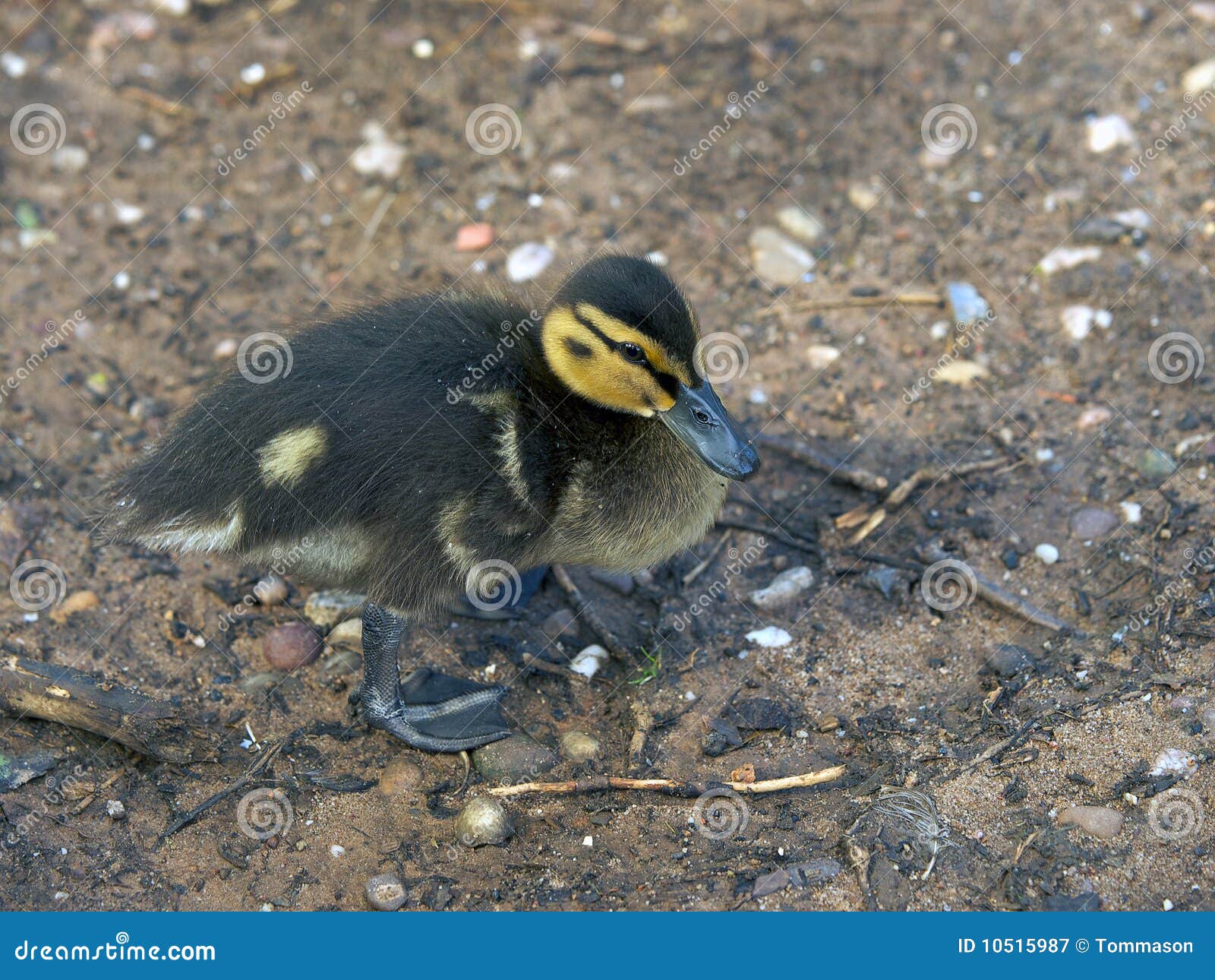 Duckling stock image. Image of beak, animal, waterfowl - 10515987