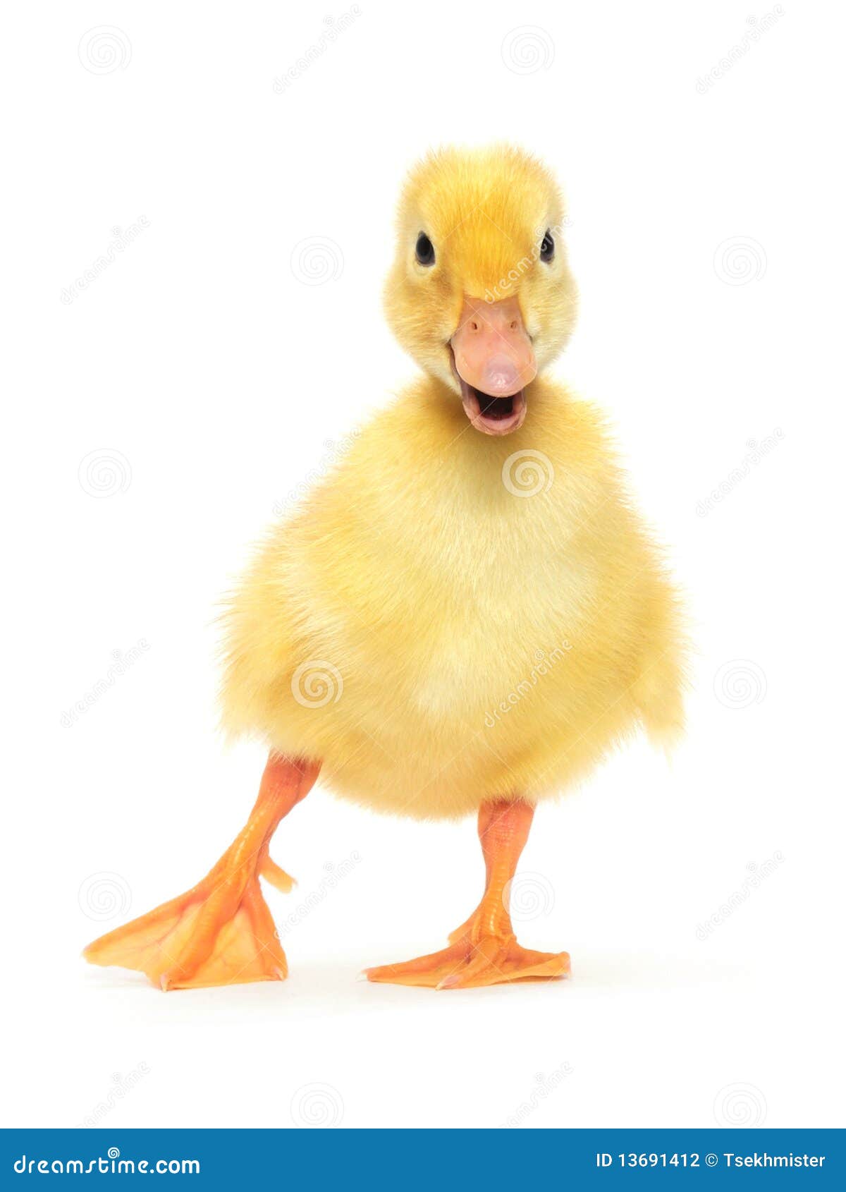 Duckling stock photo. Image of animals, farm, pets, feathers - 13691412