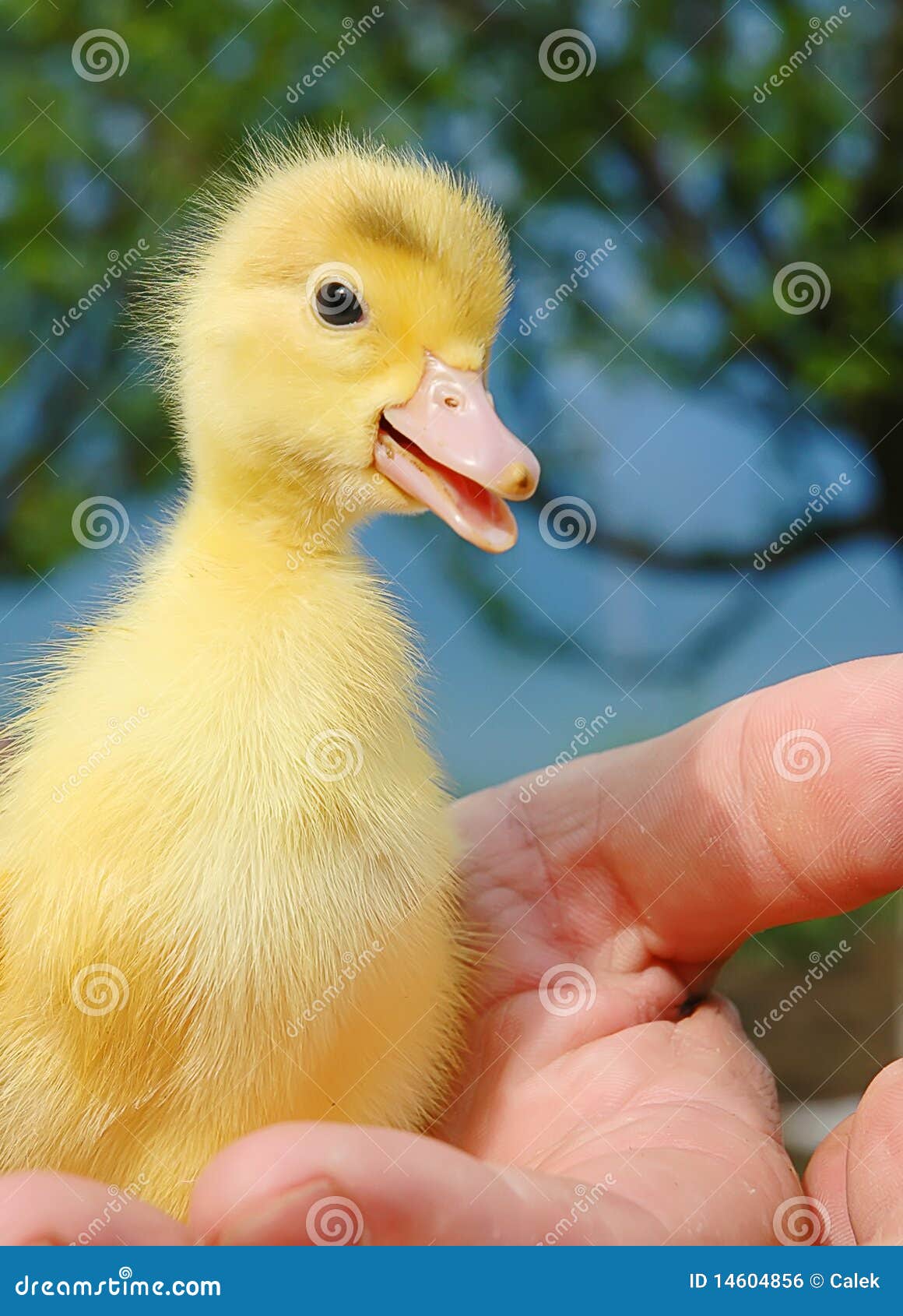 Duckling stock photo. Image of feathers, duckies, farm - 14604856