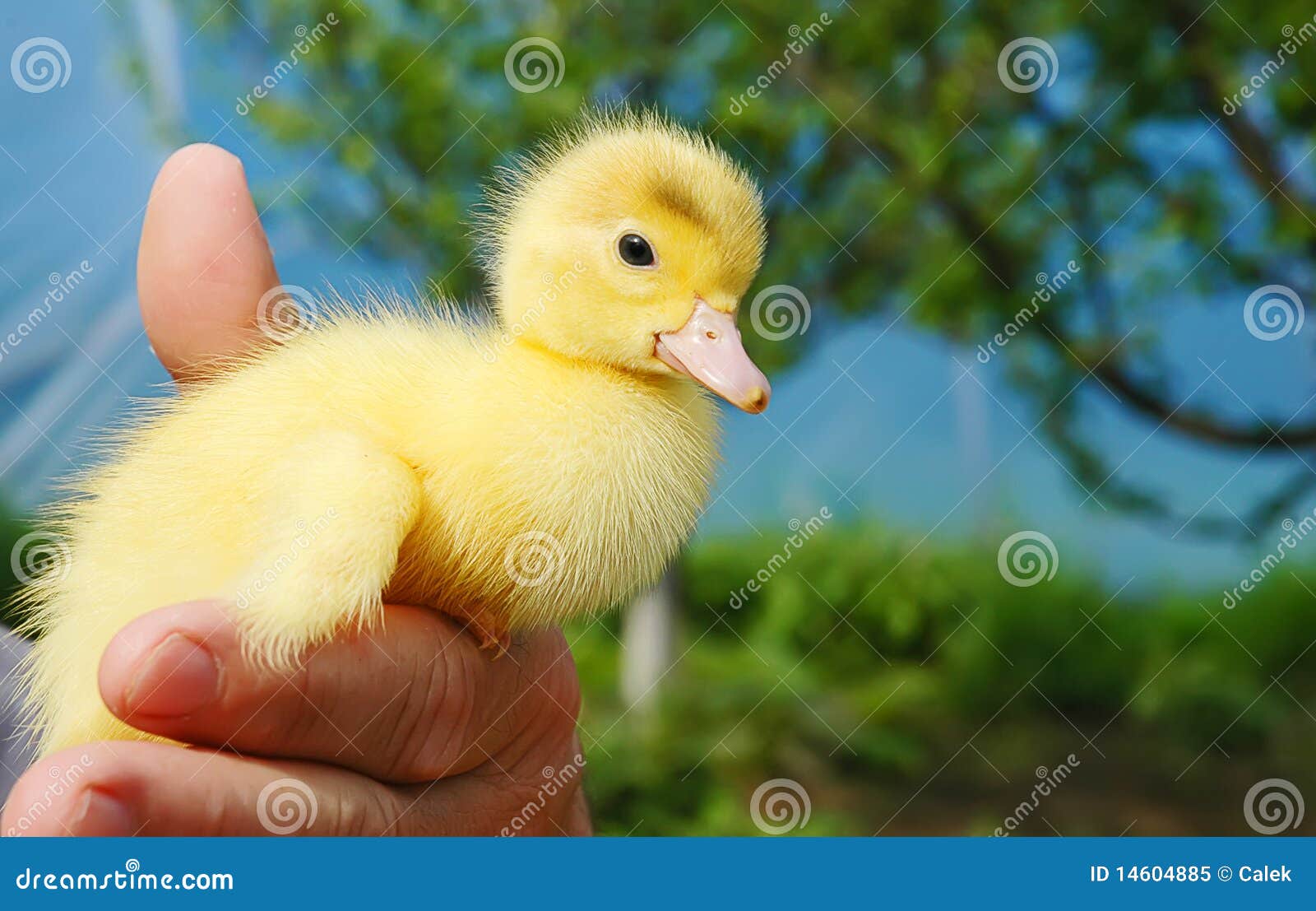 Duckling stock image. Image of animal, cute, animals - 14604885