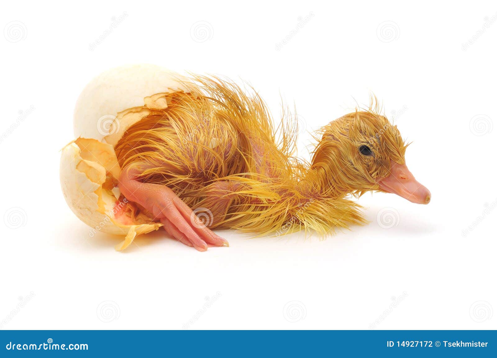 Duckling stock photo. Image of chicken, color, cracked - 14927172