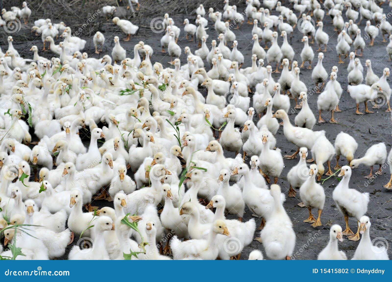 Duckling stock photo. Image of horde, farmland, ducks - 15415802