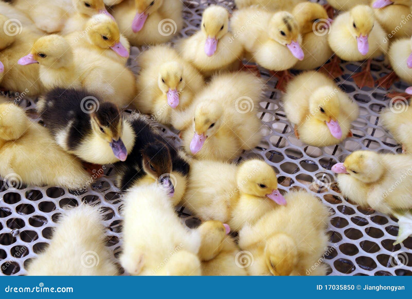 Duckling stock photo. Image of feather, poultry, eyes - 17035850