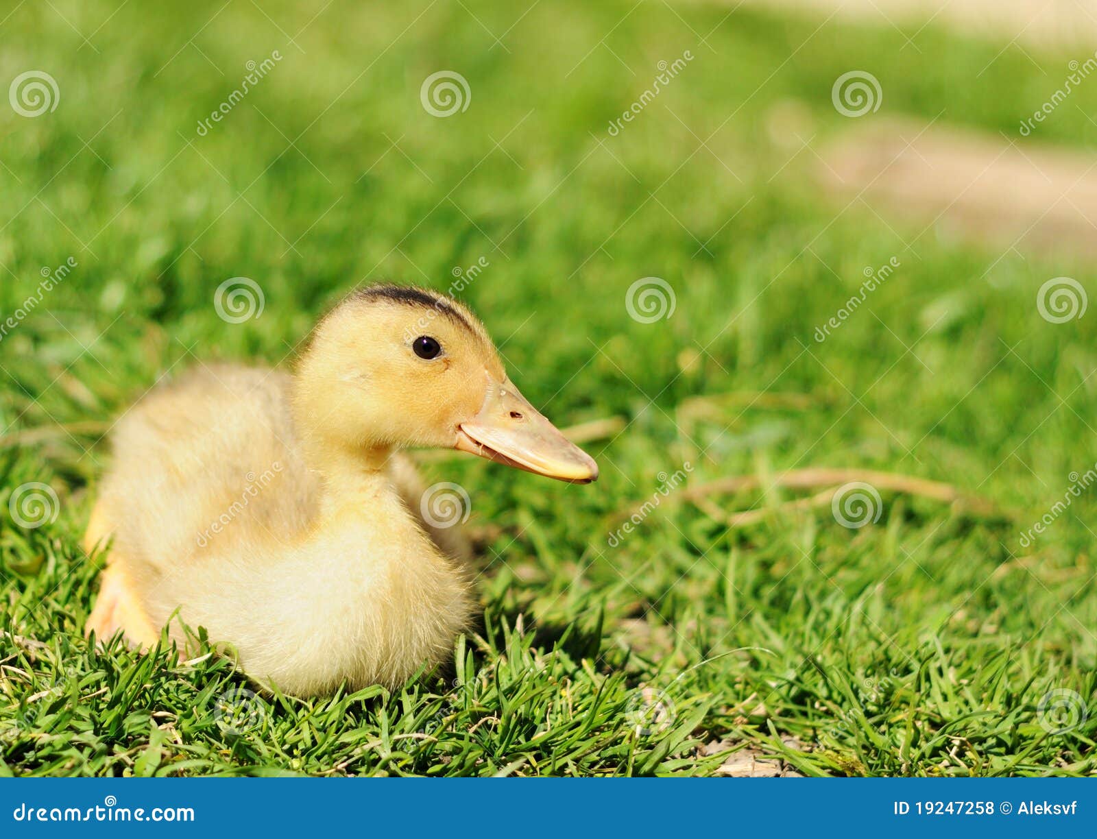 Duckling stock photo. Image of farm, feather, plumage - 19247258