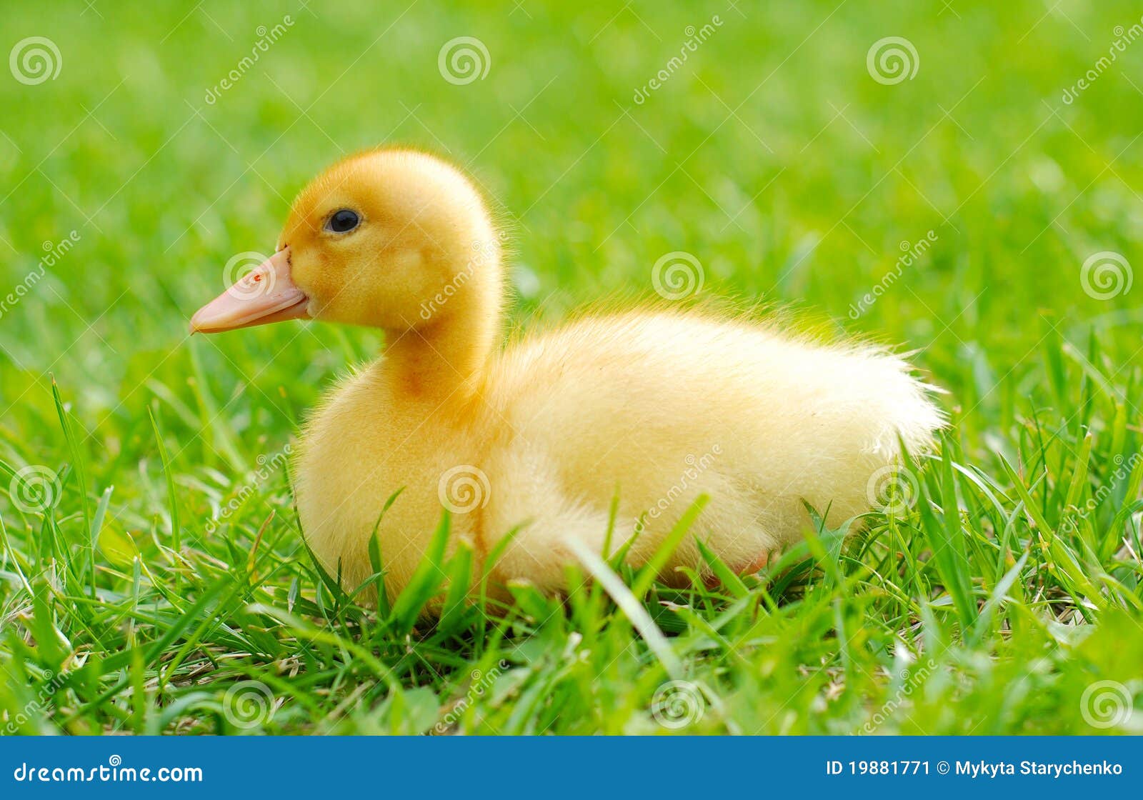 Duckling stock image. Image of spring, waterfowl, runs - 19881771