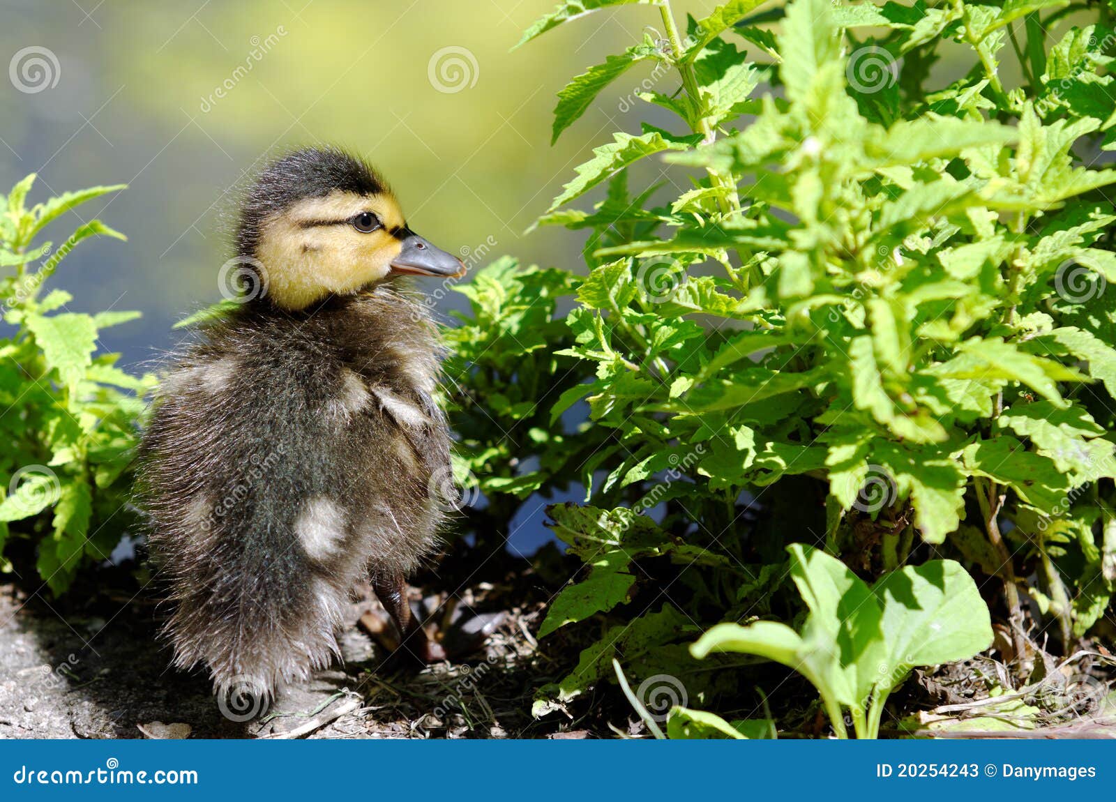 Duckling stock image. Image of duckling, farm, duck, alone - 20254243