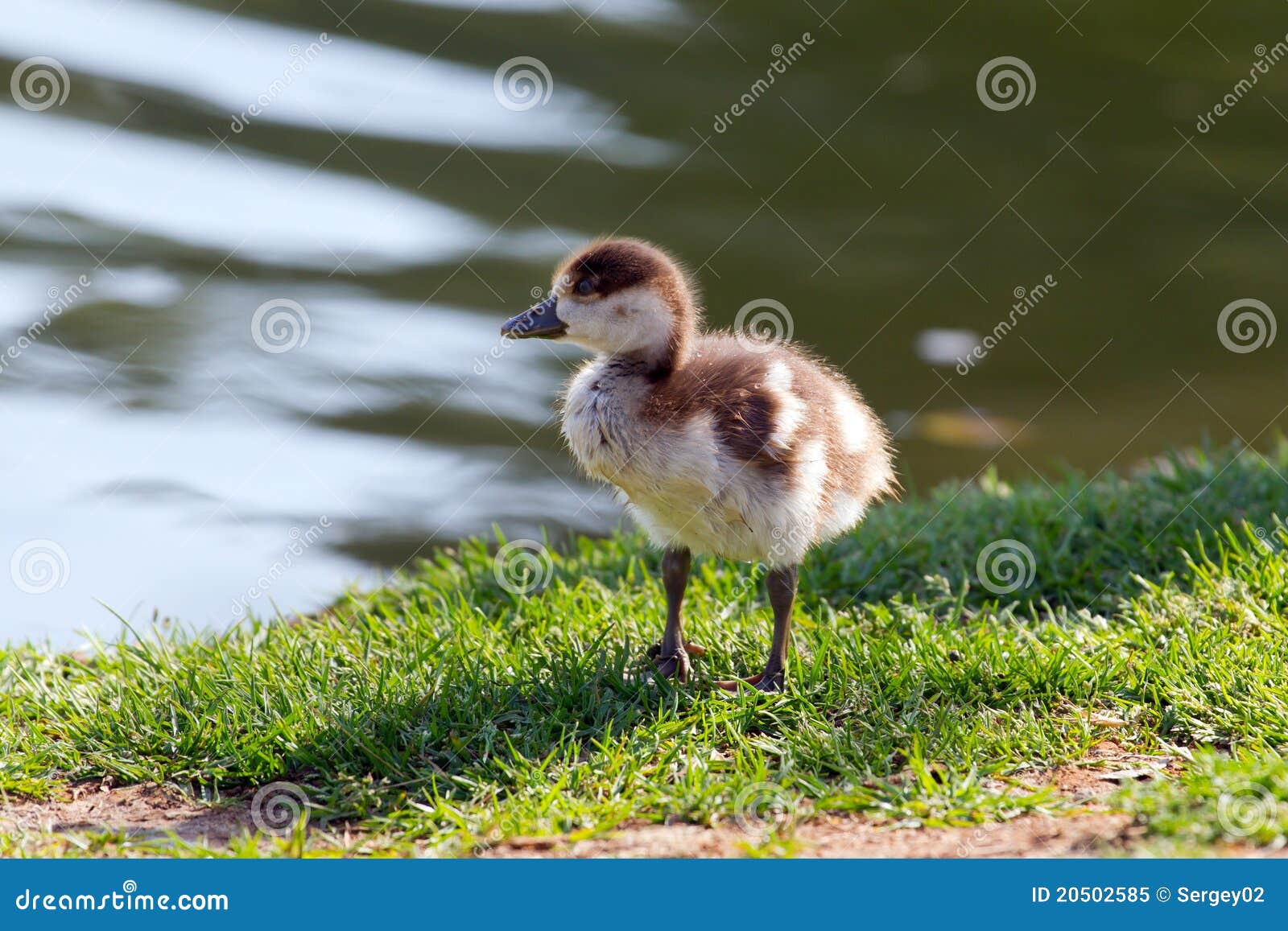 Duckling stock image. Image of baby, fluffy, nature, soft - 20502585