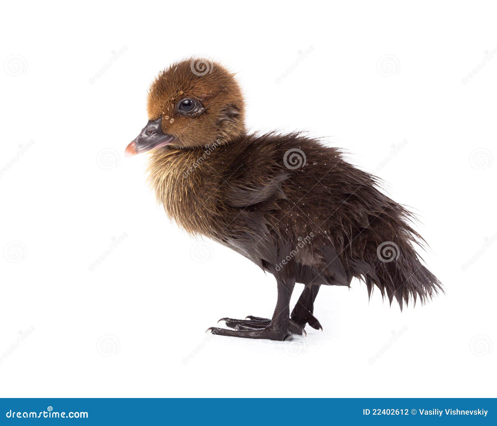 Duckling stock photo. Image of beautiful, nice, close - 22402612