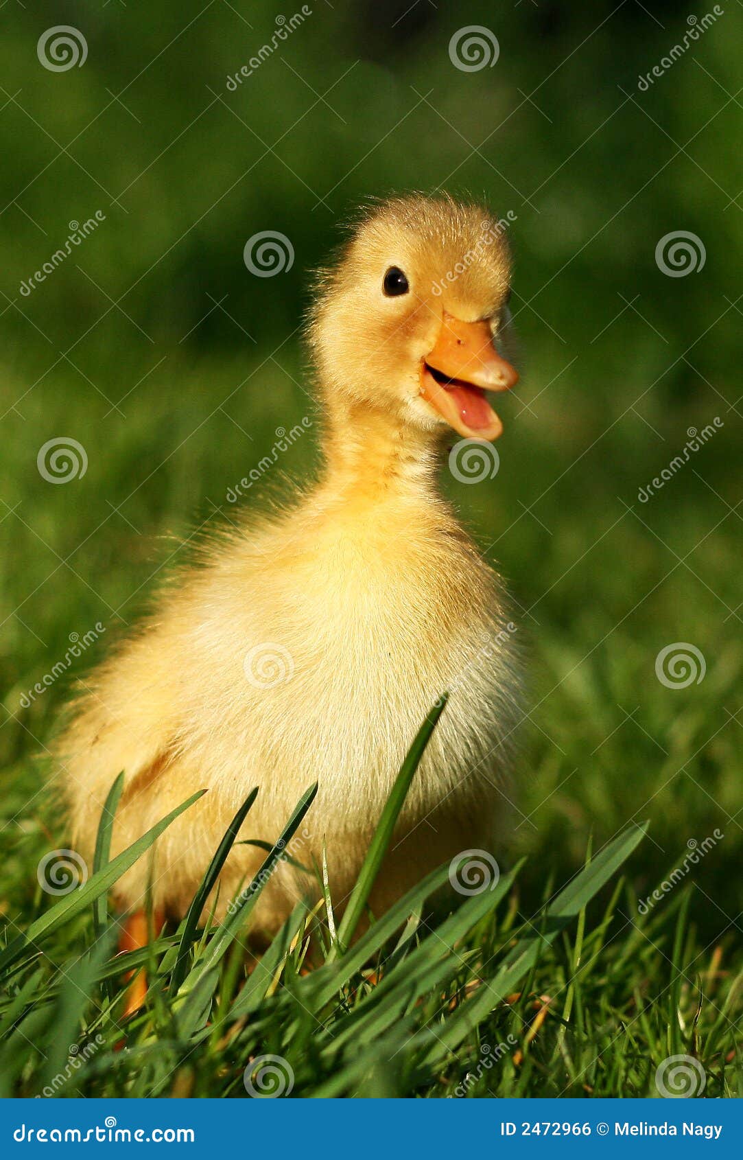 Duckling stock photo. Image of farm, green, little, countryside - 2472966
