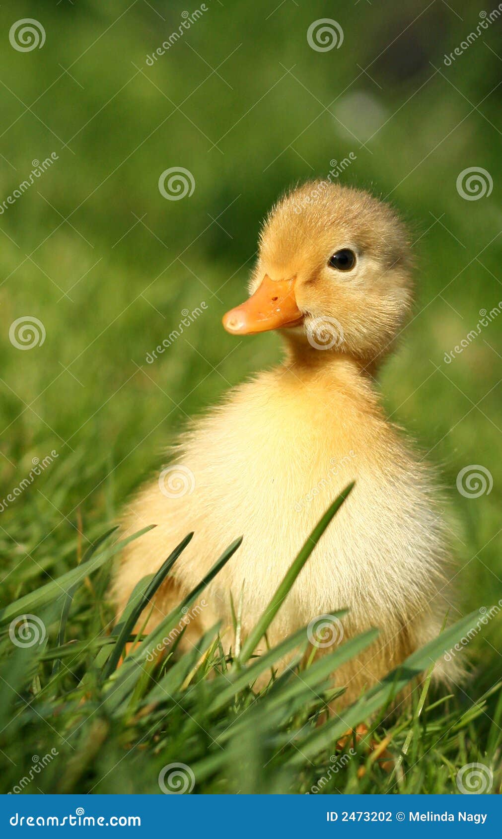 Duckling stock photo. Image of beak, duck, geese, alone - 2473202