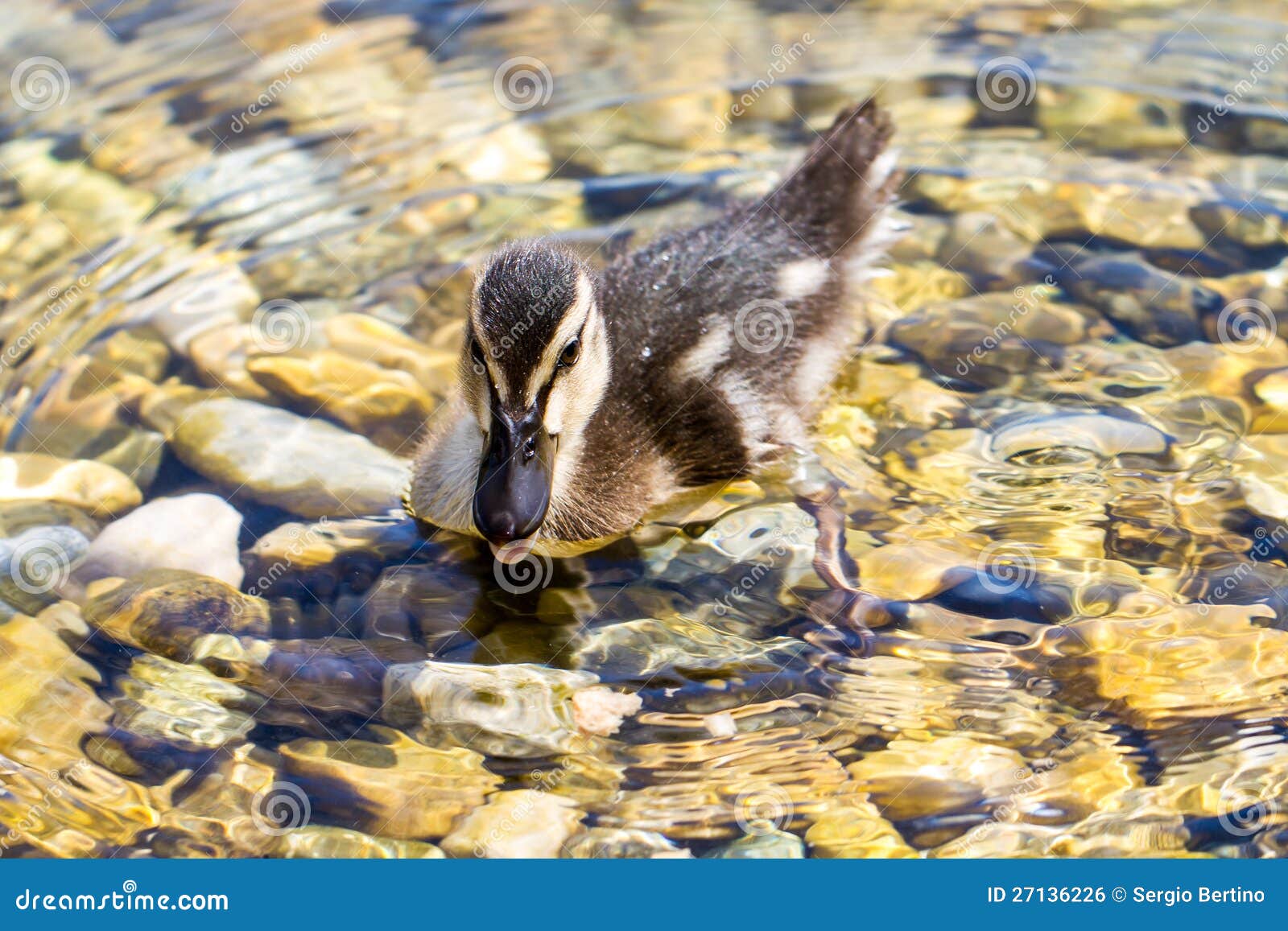 Duckling stock photo. Image of young, feathered, swimming - 27136226