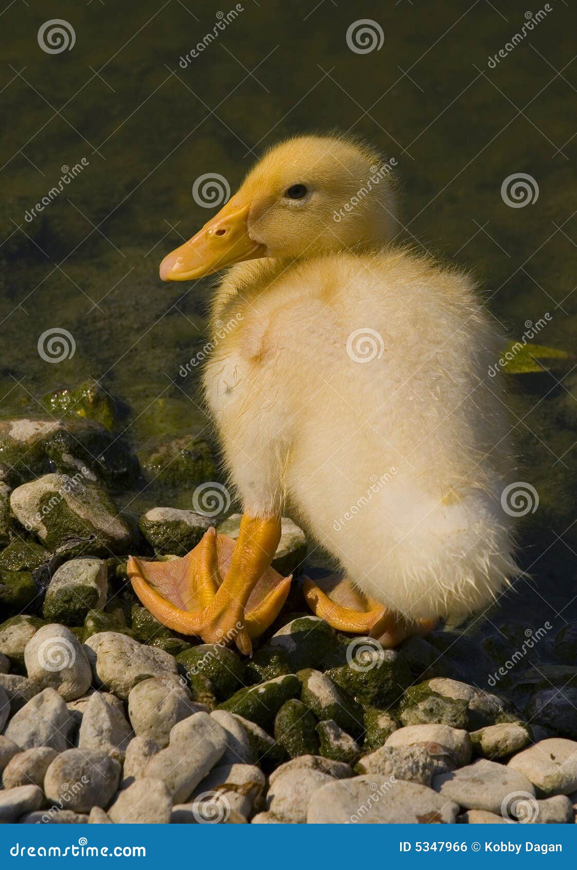 Duckling stock photo. Image of newborn, duck, young, fowl - 5347966