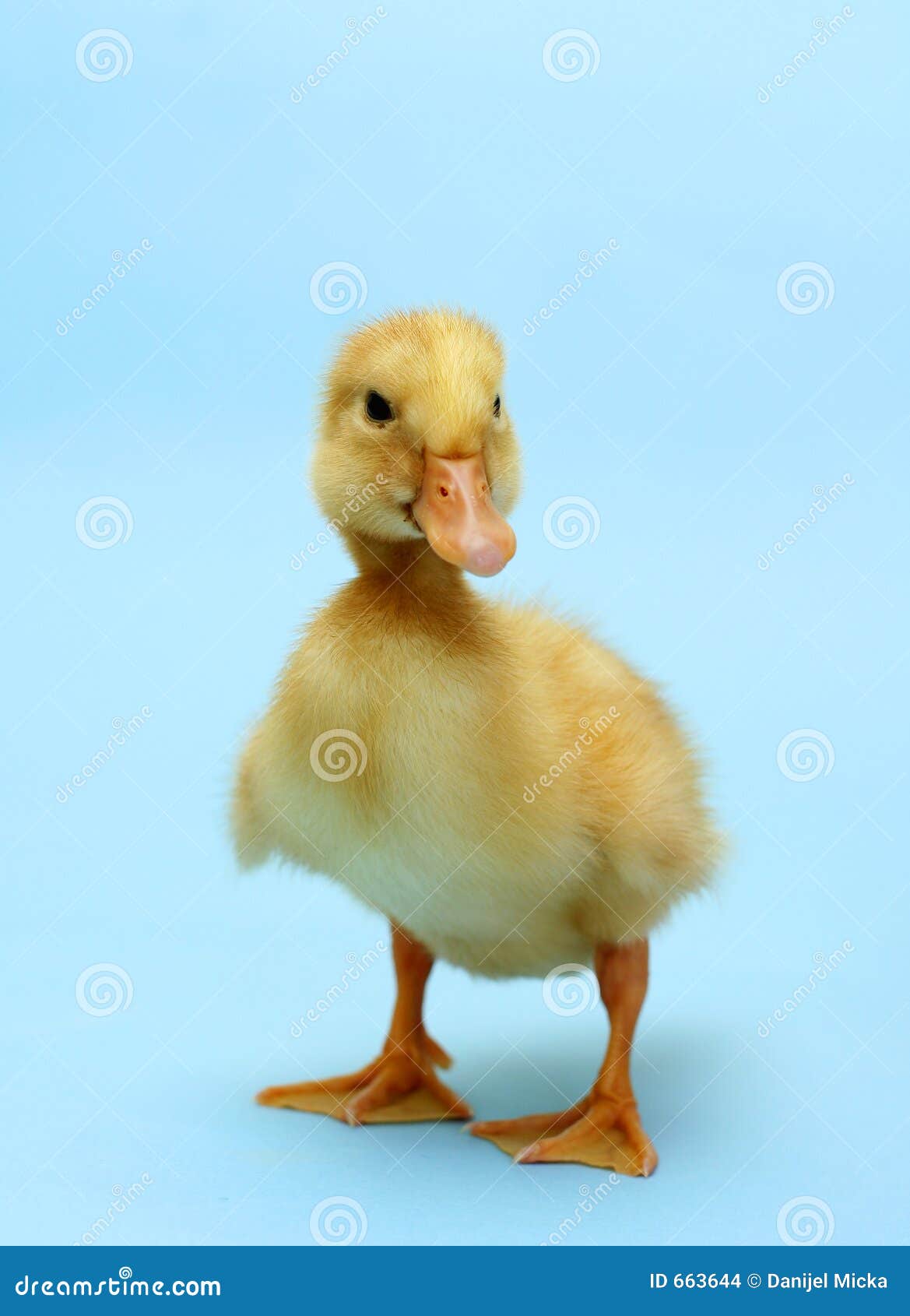 Duckling stock photo. Image of yellow, adorable, baby, newborn - 663644