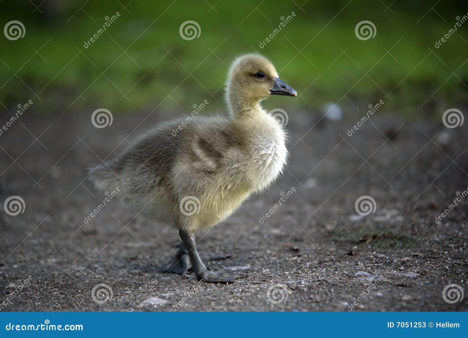 Duckling stock image. Image of looking, duckling, young - 7051253