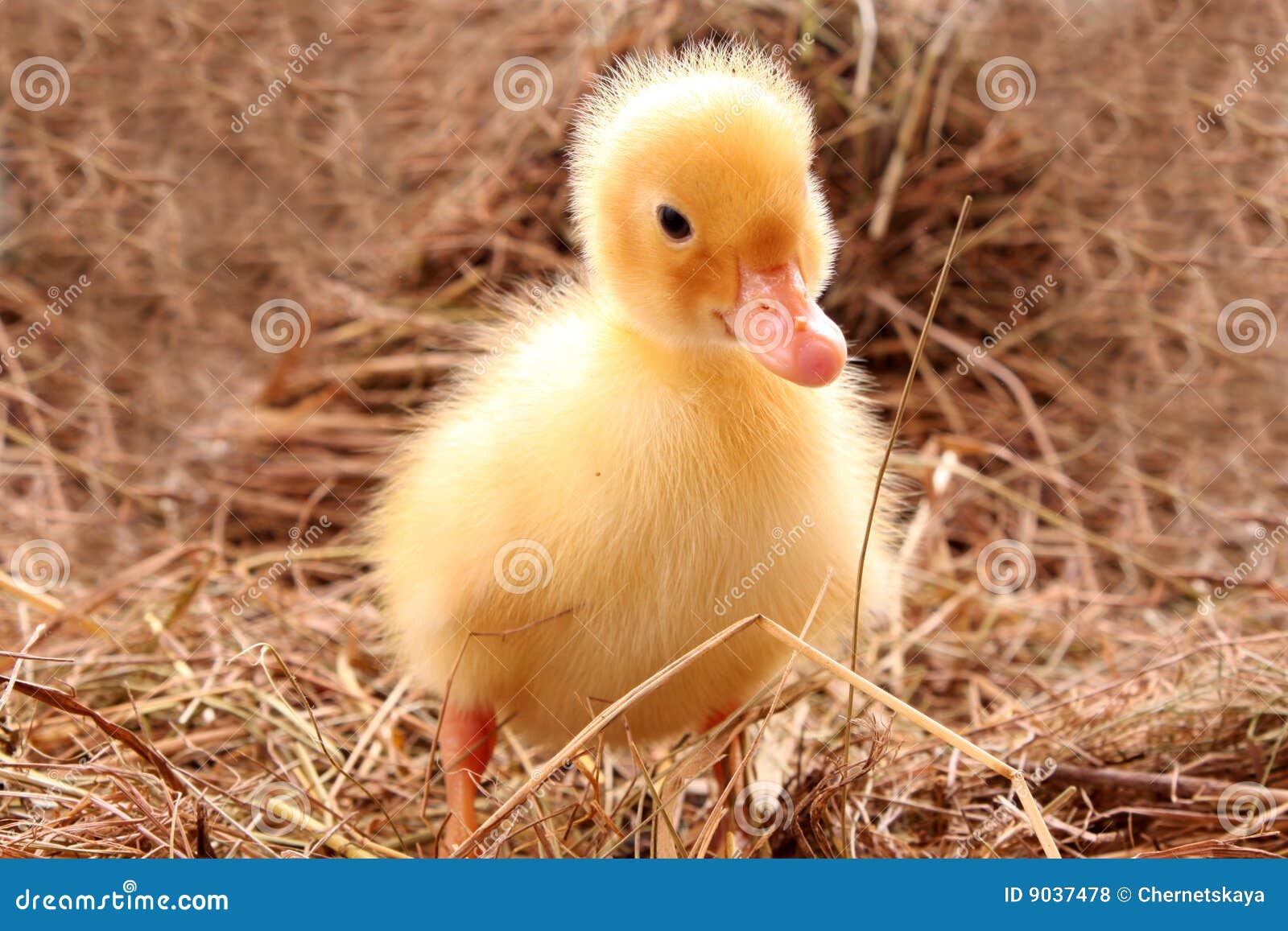 Duckling stock photo. Image of nice, detail, yellow, agriculture - 9037478