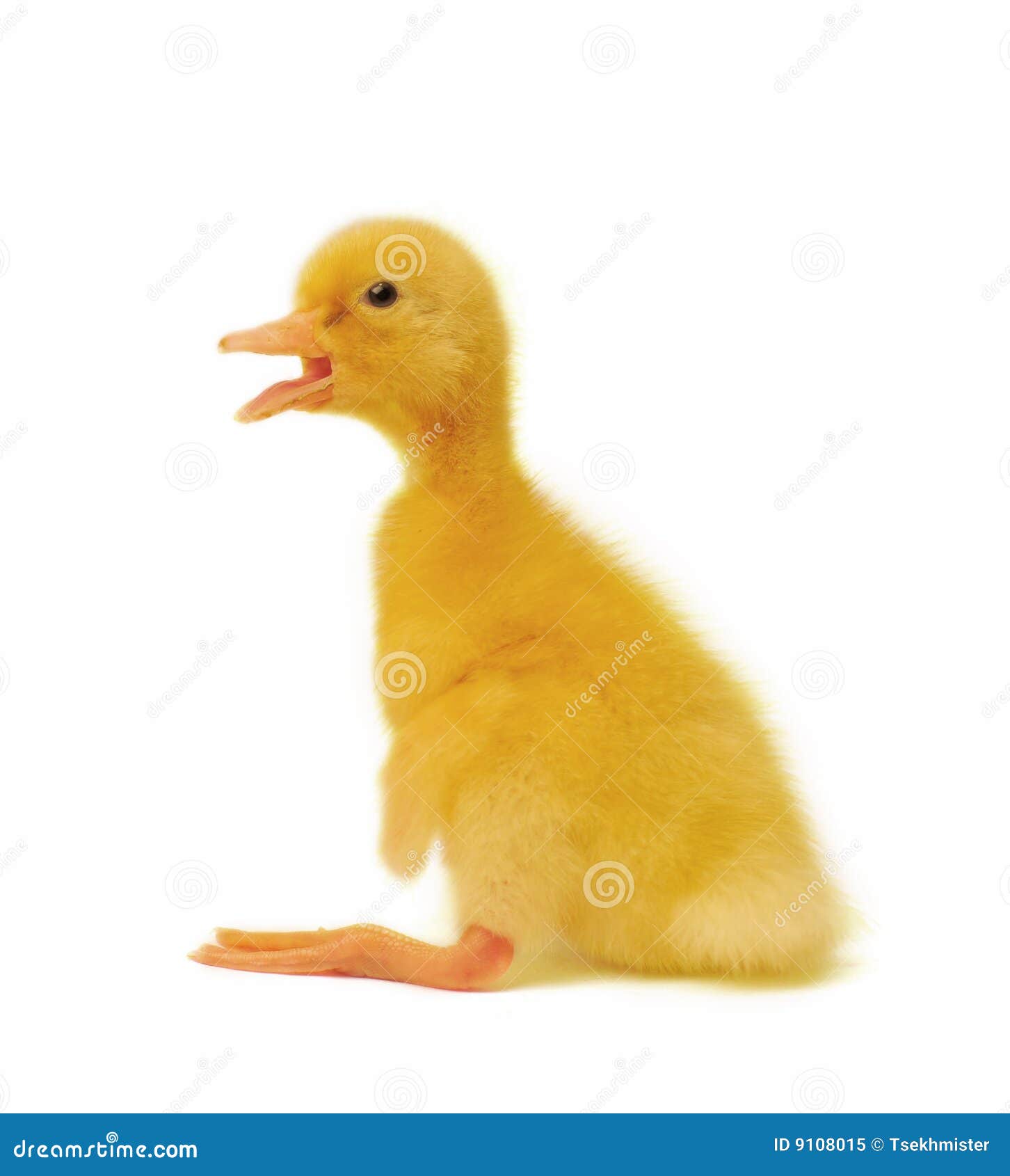 Duckling stock image. Image of fluffy, chick, farm, duckies - 9108015