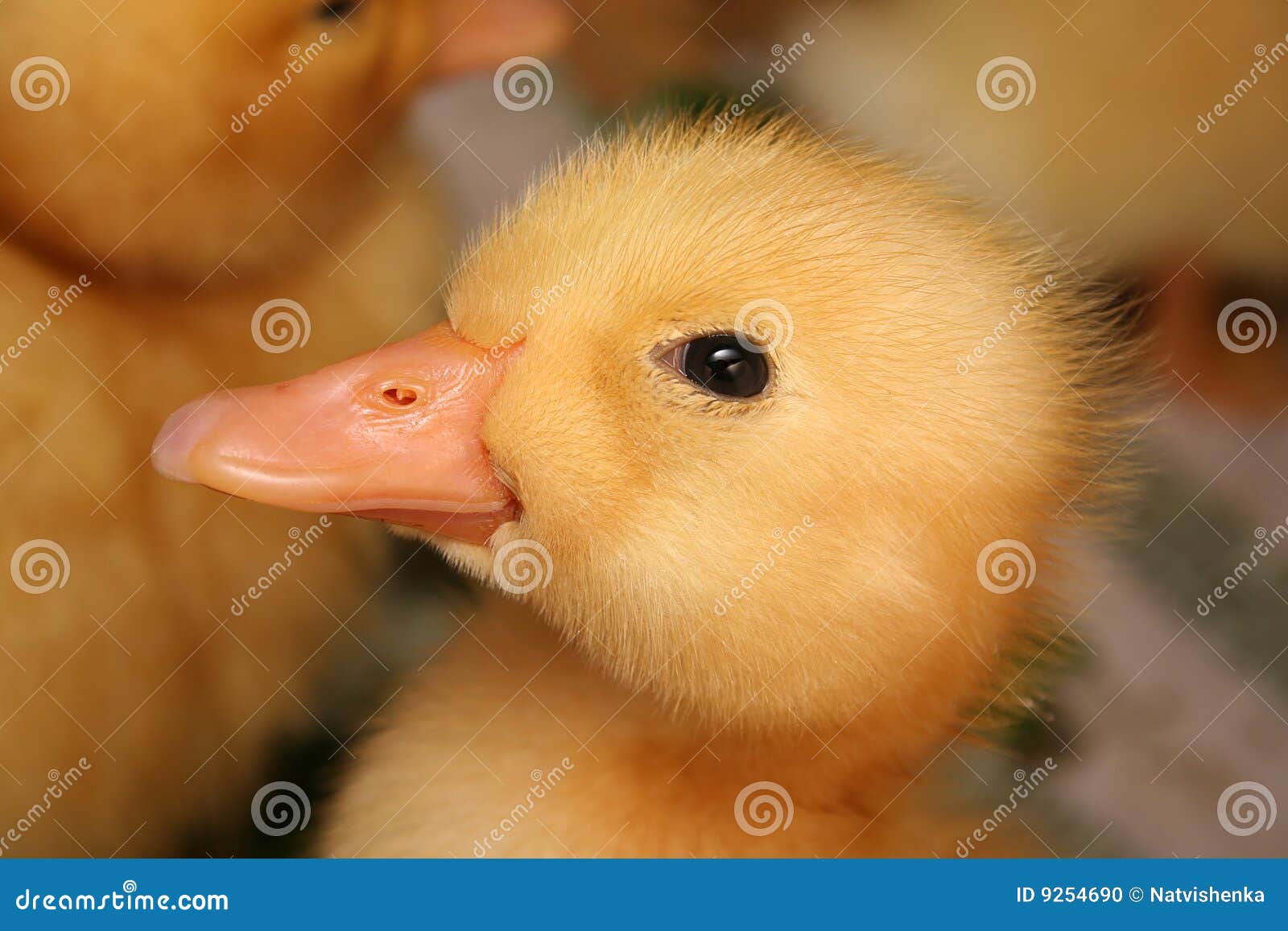 The Duckling. stock photo. Image of curiosity, grass, beak - 9254690