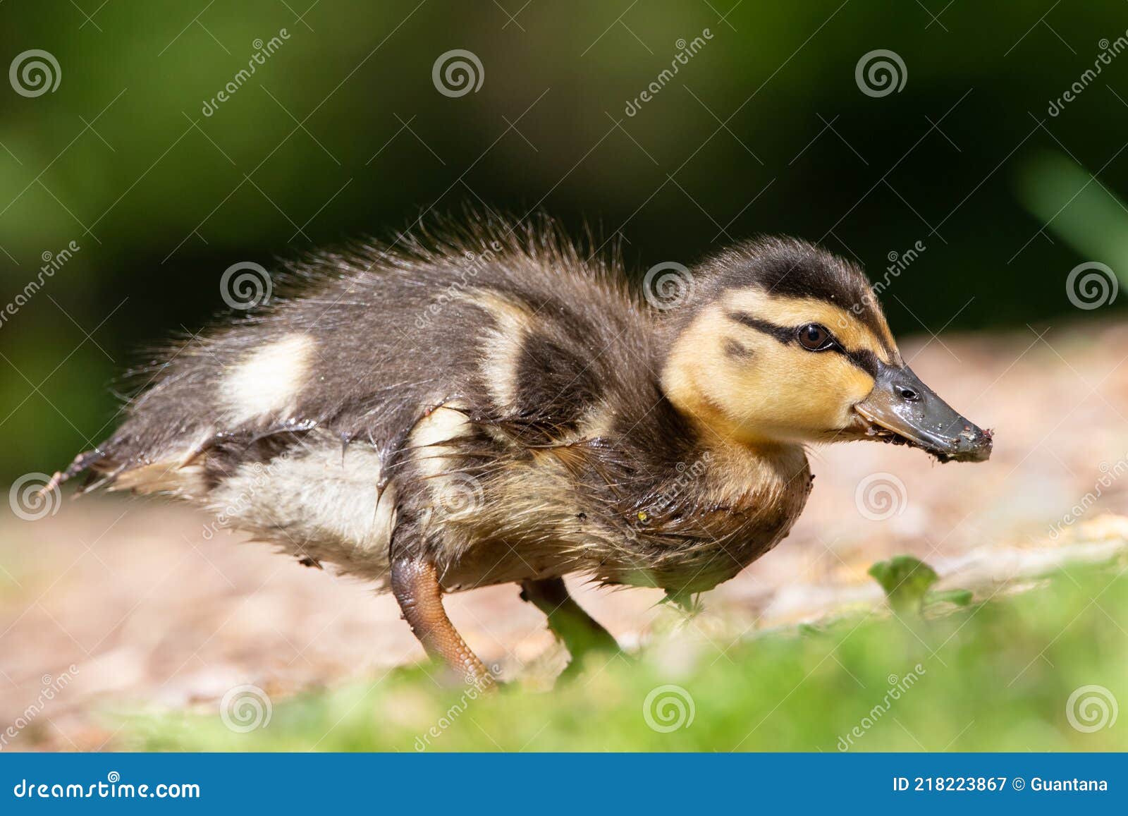 Duckling Close Up in Spring Stock Image - Image of close, beak: 218223867