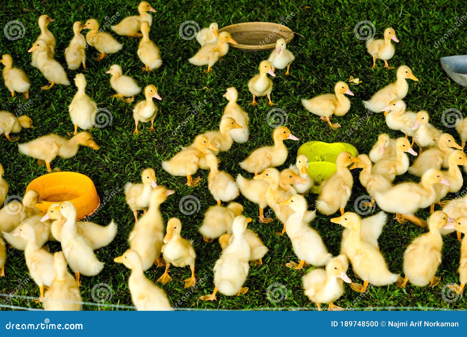Duckling in the barn stock photo. Image of fowl, duck - 189748500