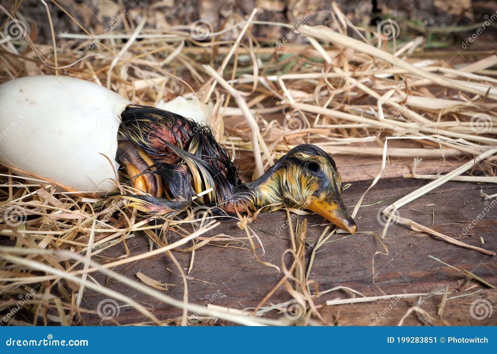 Duckling almost born stock image. Image of hatching - 199283851