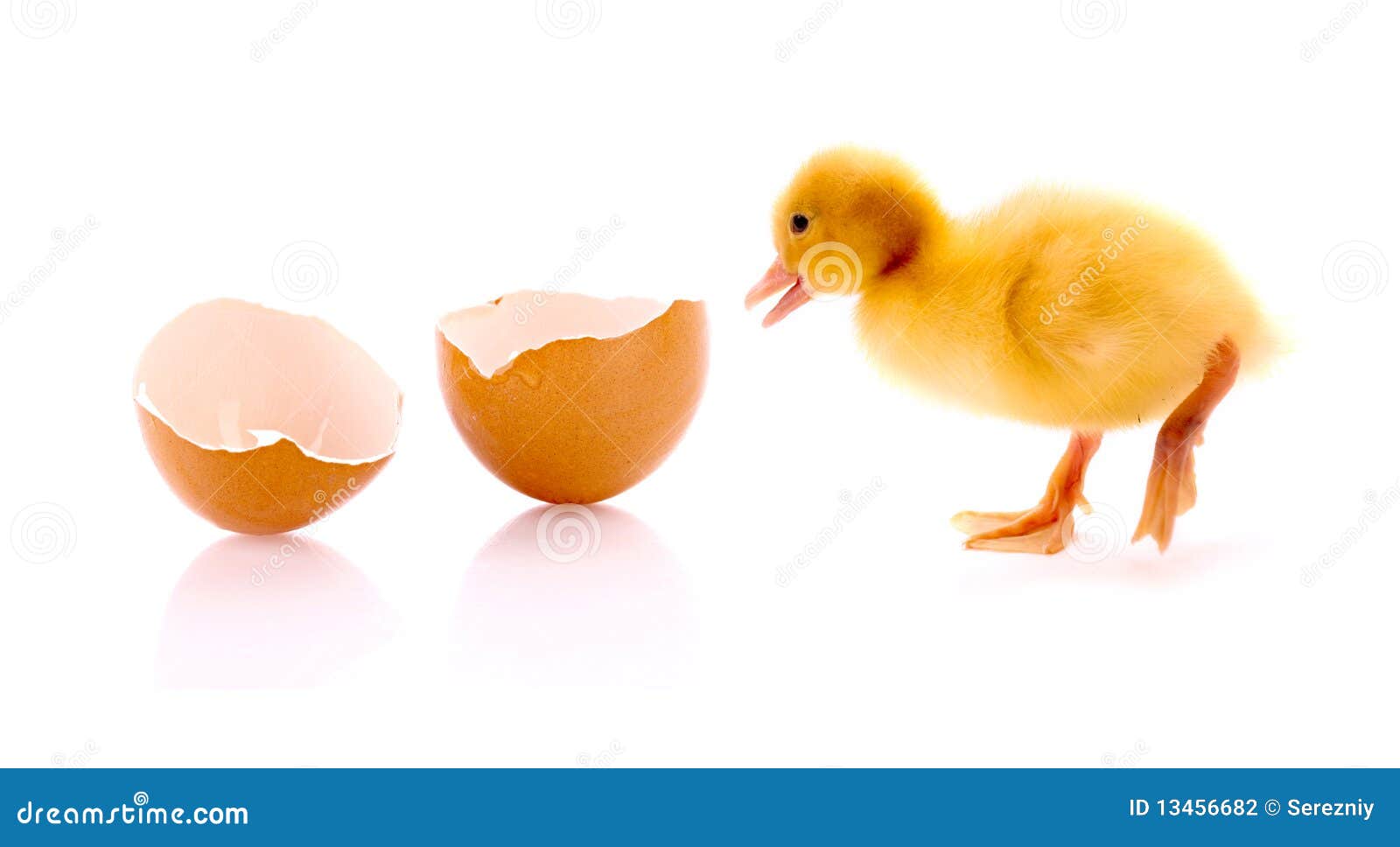 Duckling and Broken Egg Isolated Stock Photo - Image of duckling ...