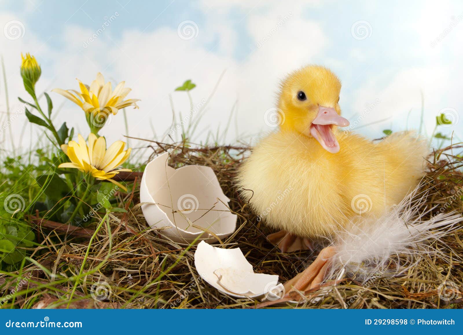Duckling calling stock photo. Image of springtime, beak - 29298598