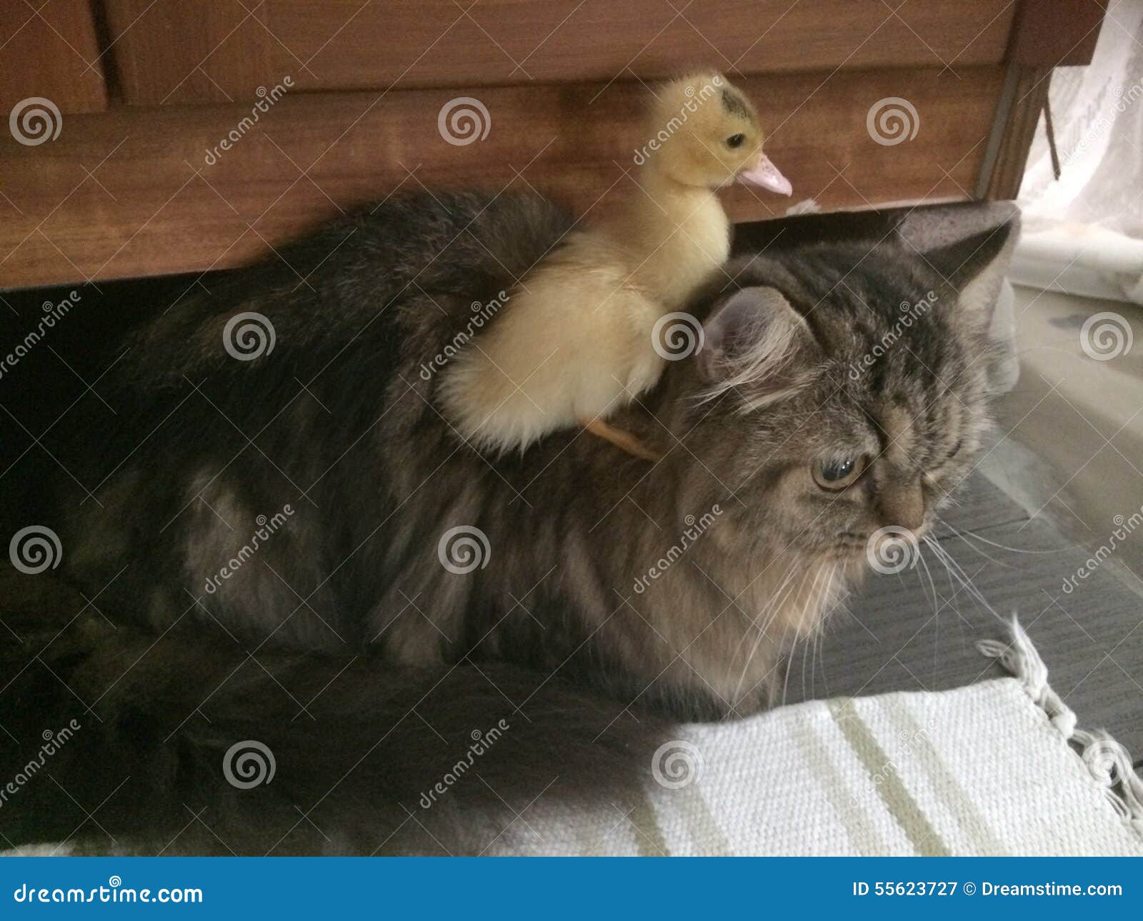 Duckling on cat stock image. Image of kitty, duckling - 55623727