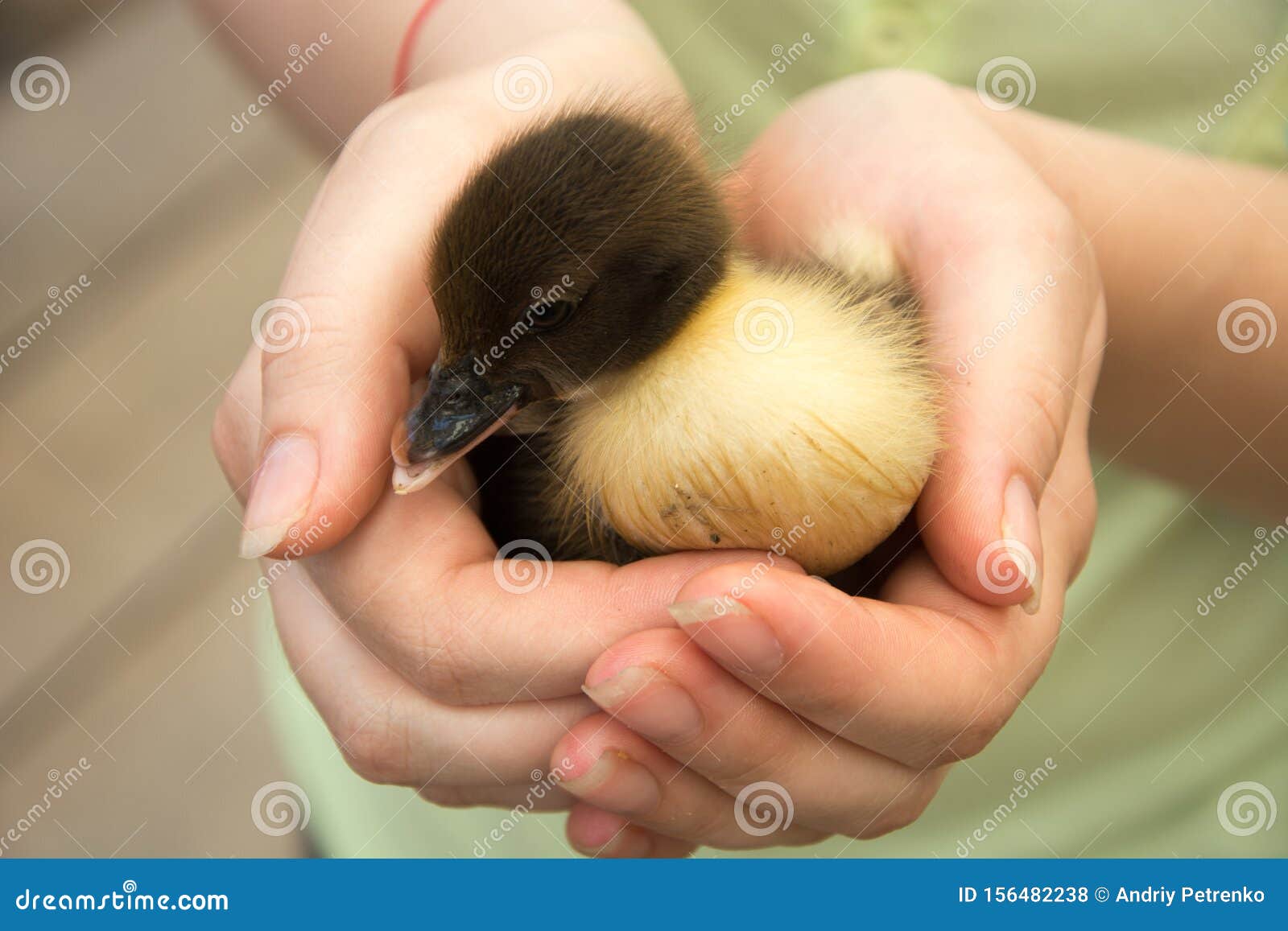 Duckling in Children`s Hands Stock Photo - Image of duck, feet: 156482238