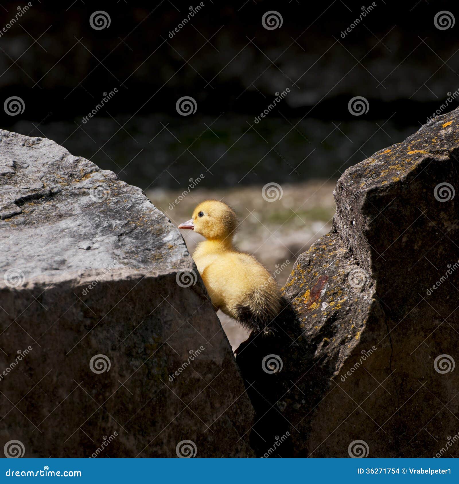 Duckling Climbing on a Rock Stock Photo - Image of ornithology, beauty ...