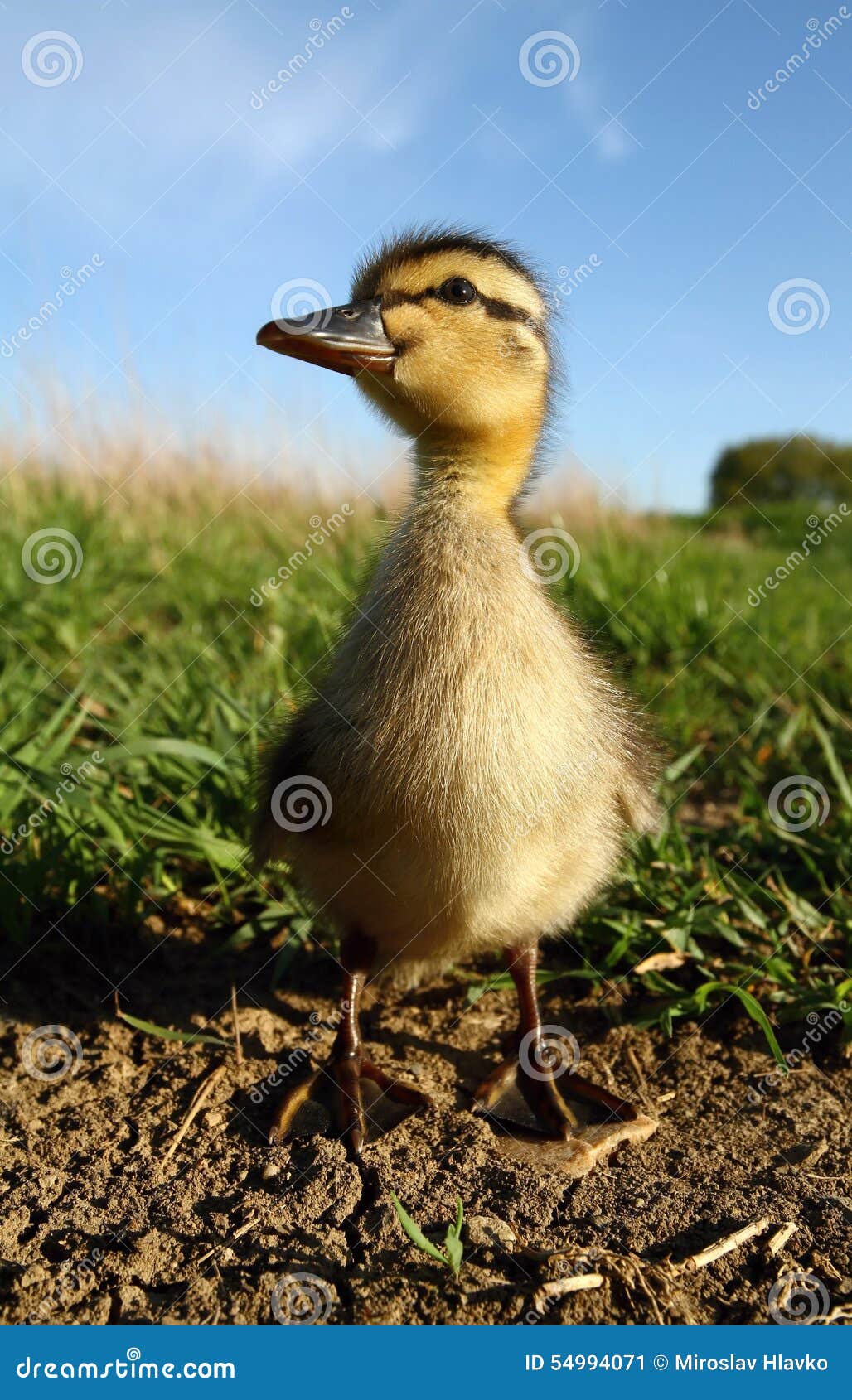 Duckling close up stock image. Image of young, platyrhynchos - 54994071