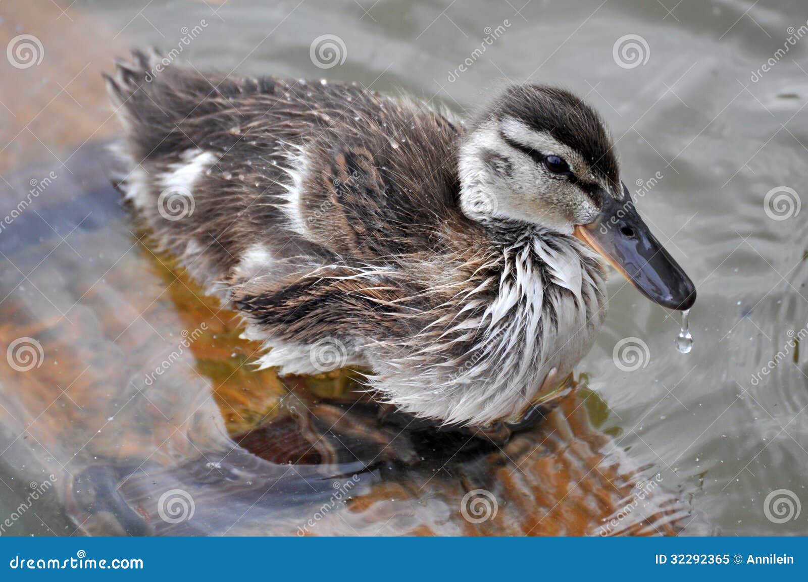 Duckling stock image. Image of feathers, fowl, bird, lake - 32292365