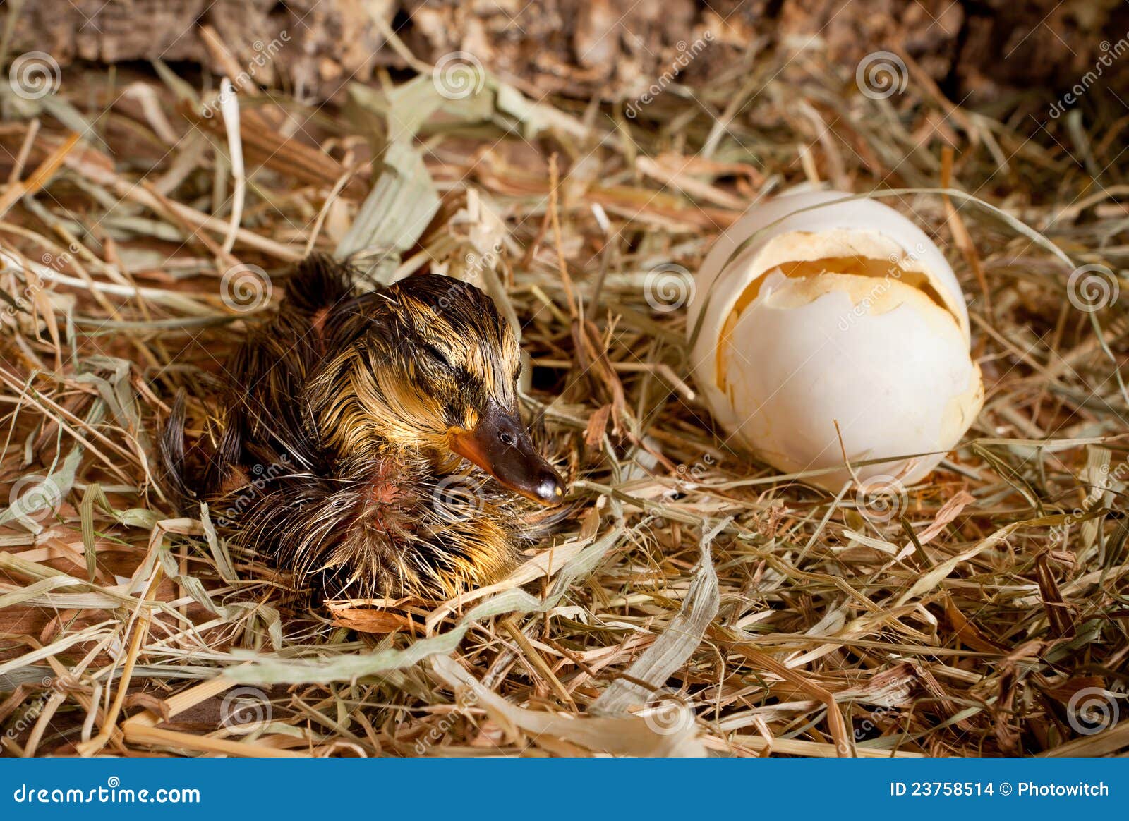 Duckling closeup stock photo. Image of fowl, hatch, young - 23758514