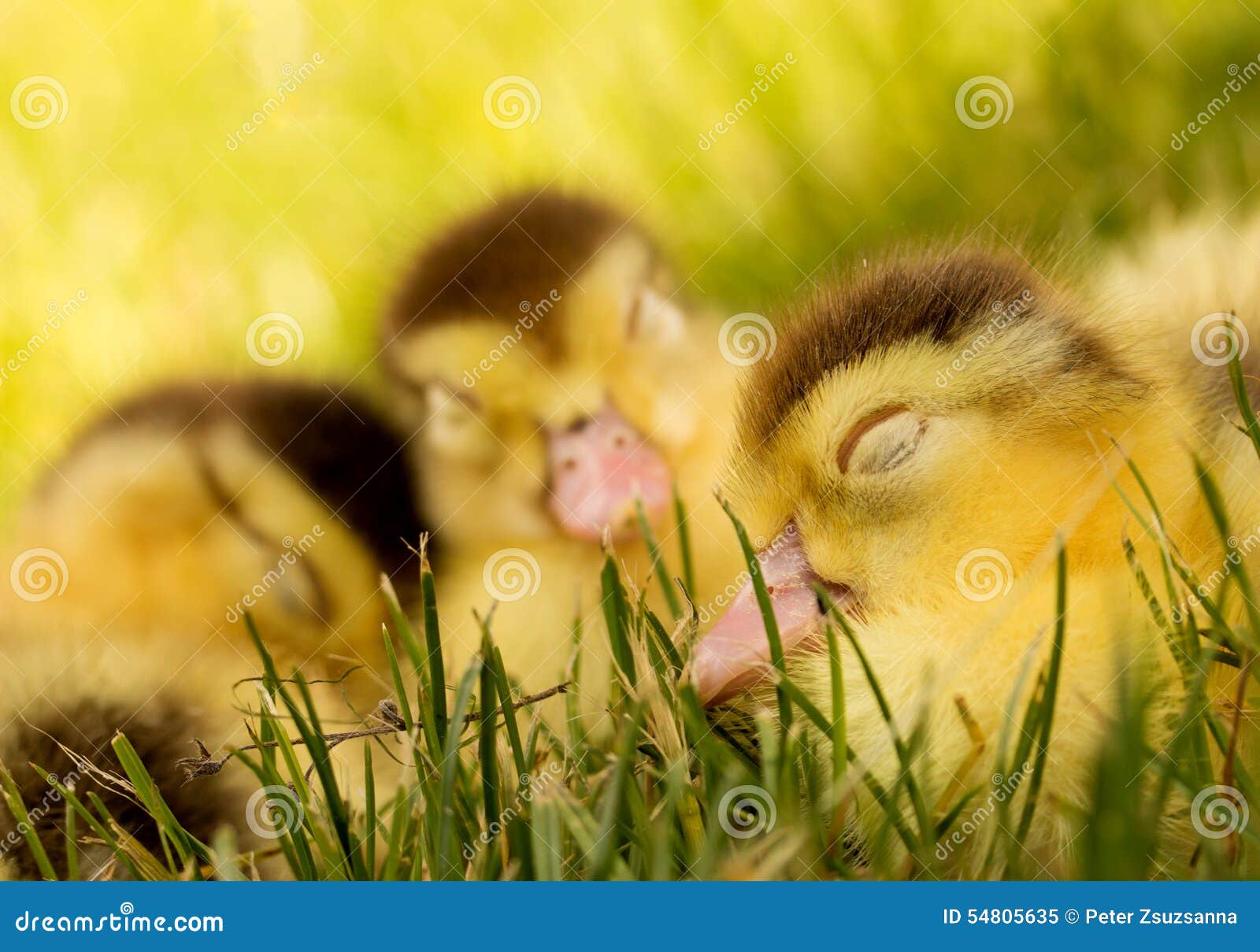 Duckling stock image. Image of cute, ducky, curiosity - 54805635