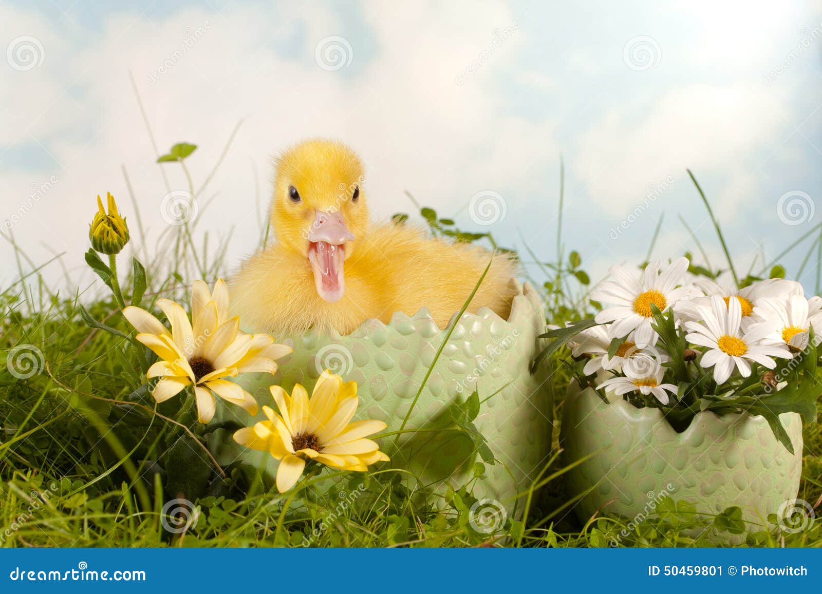 Duckling in daisy garden stock image. Image of outdoors - 50459801