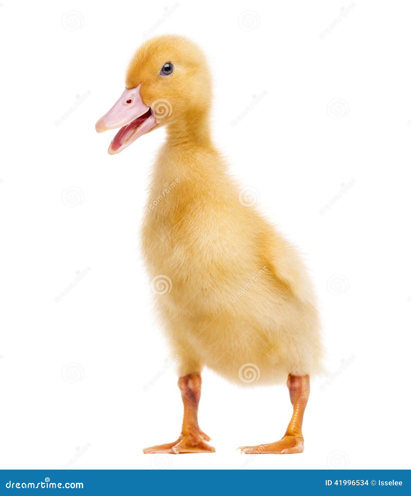 Duckling (7 Days Old) Quacking, Isolated Stock Photo - Image of baby ...